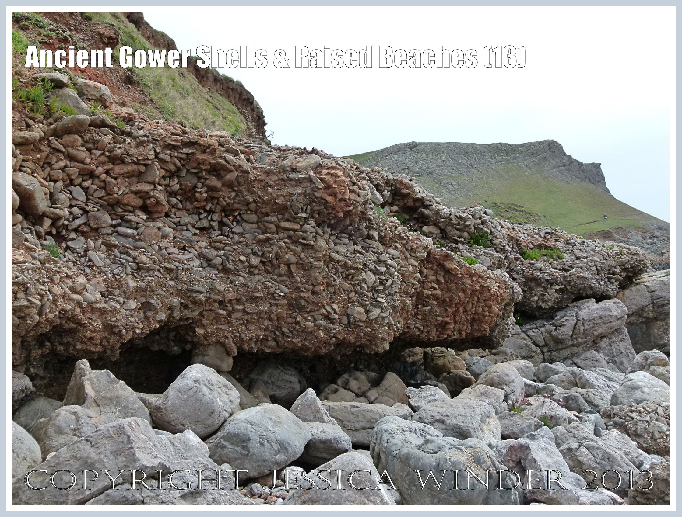 Ancient Gower Shells & Raised Beaches – Jessica's Nature Blog