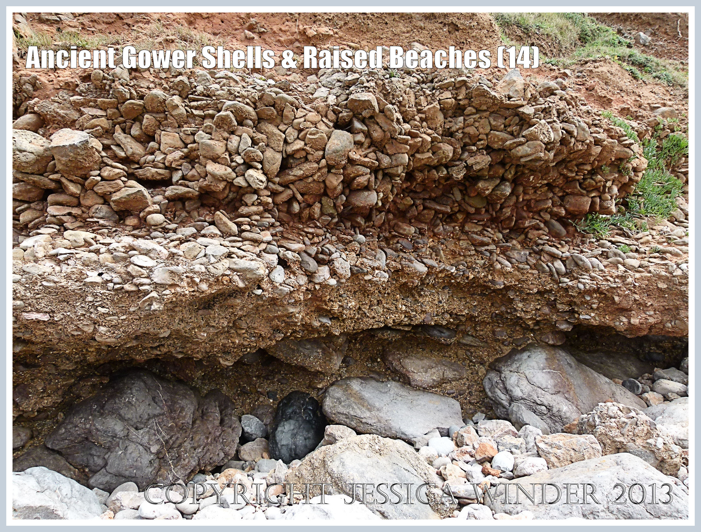 Ancient Gower Shells & Raised Beaches – Jessica's Nature Blog