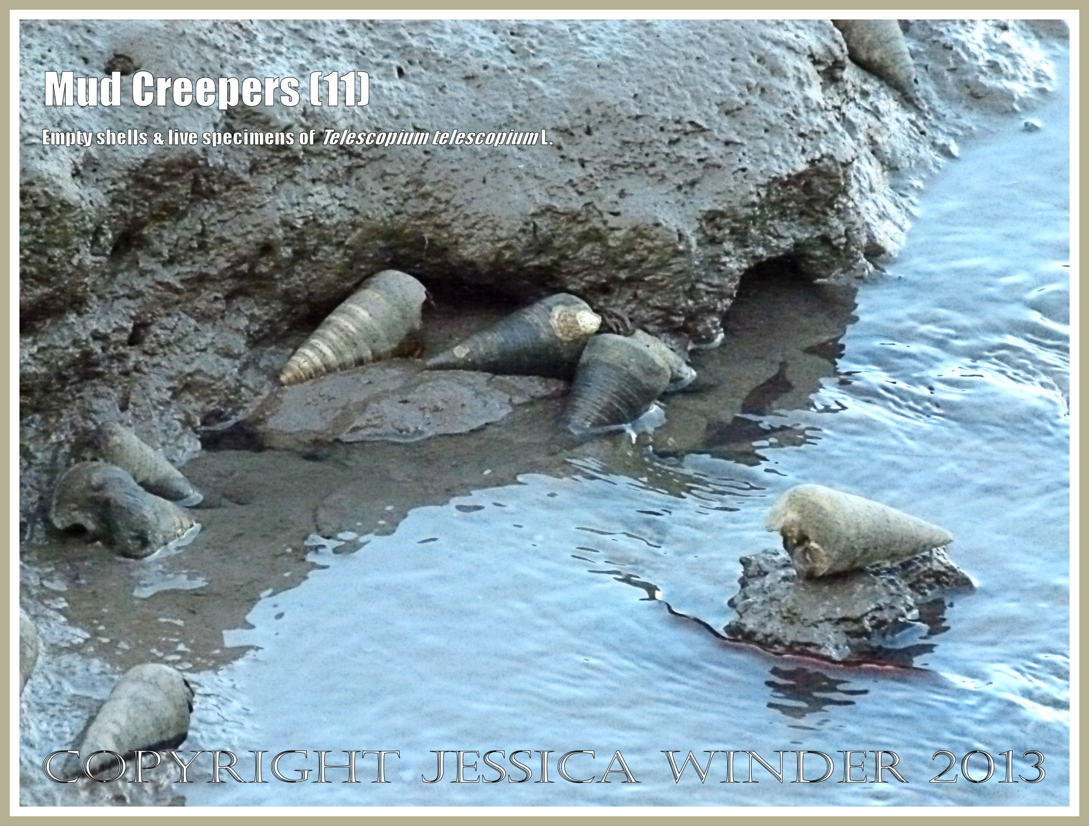 Mud Creepers (11) – Jessica's Nature Blog