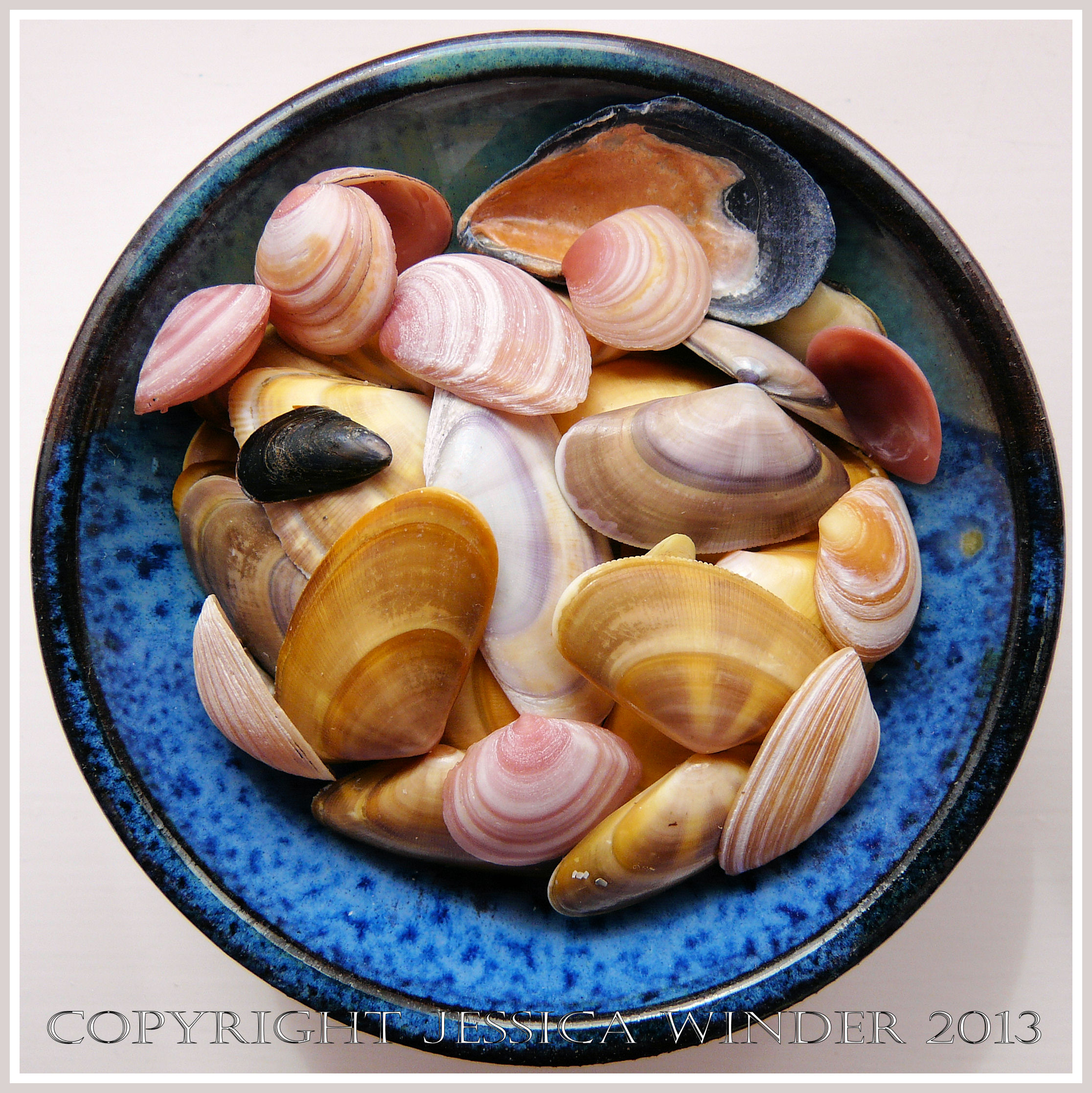 Arrangements of Seashells – Jessica's Nature Blog