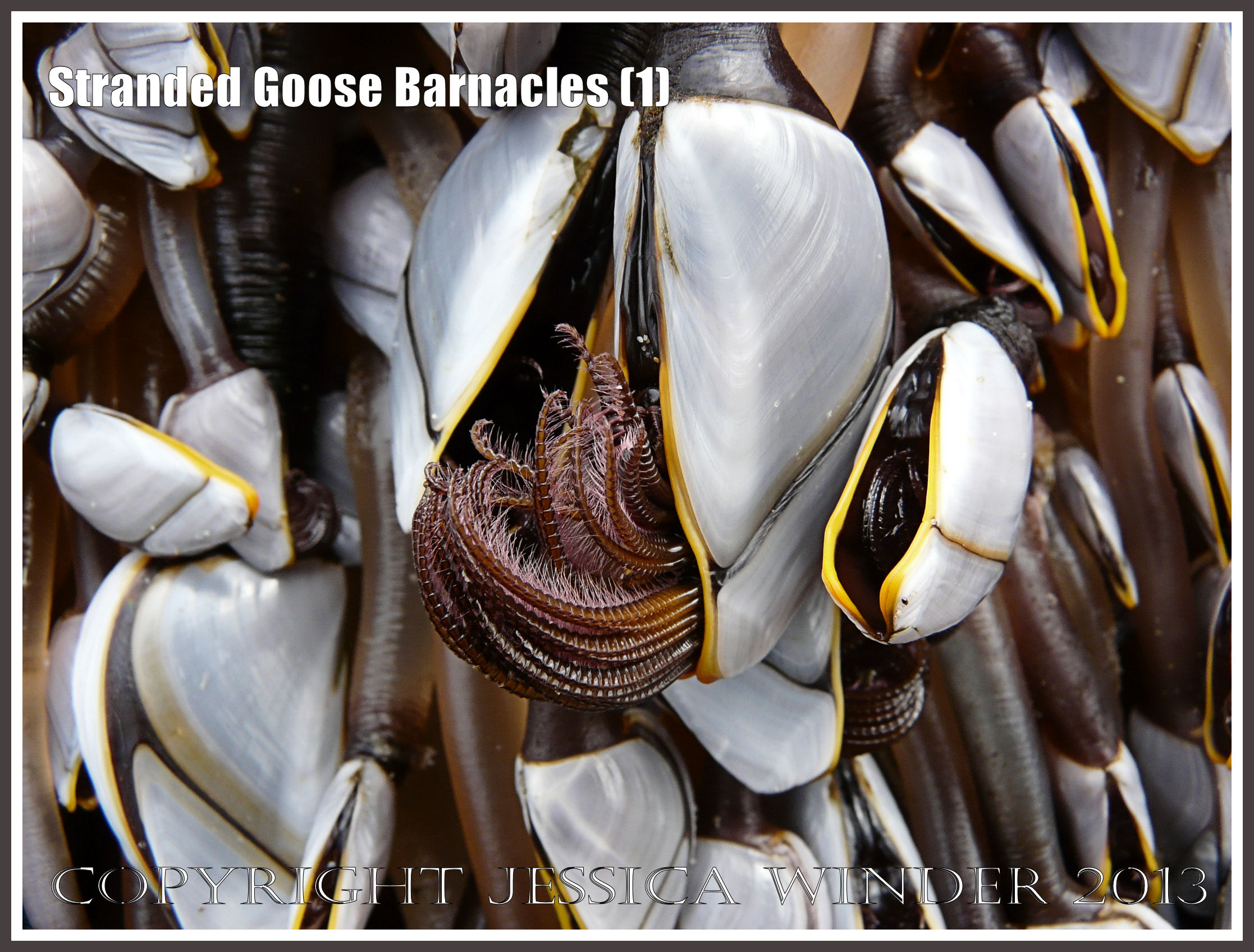 Stranded Goose Barnacles – Jessica's Nature Blog