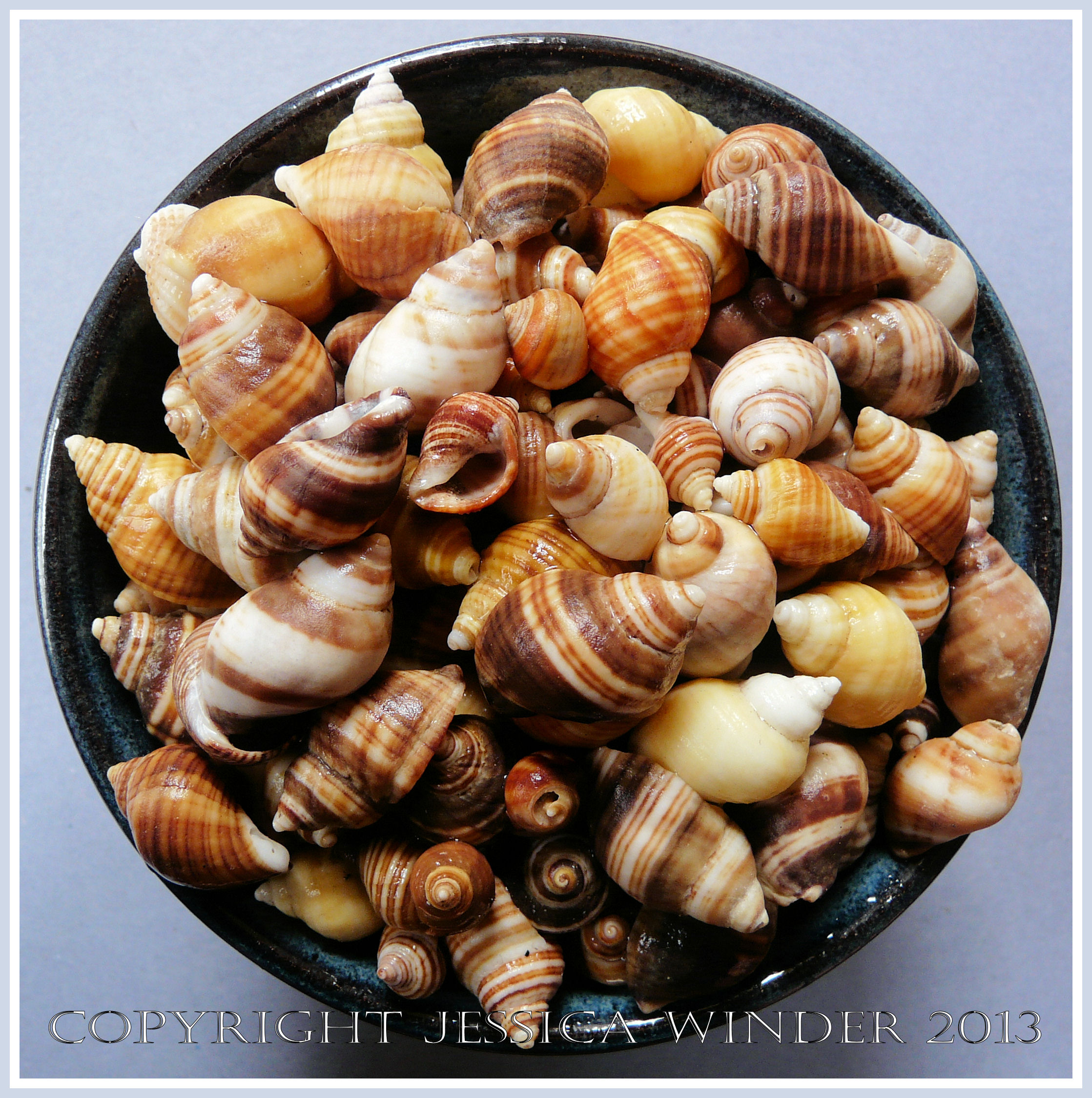 Arrangements of Seashells – Jessica's Nature Blog