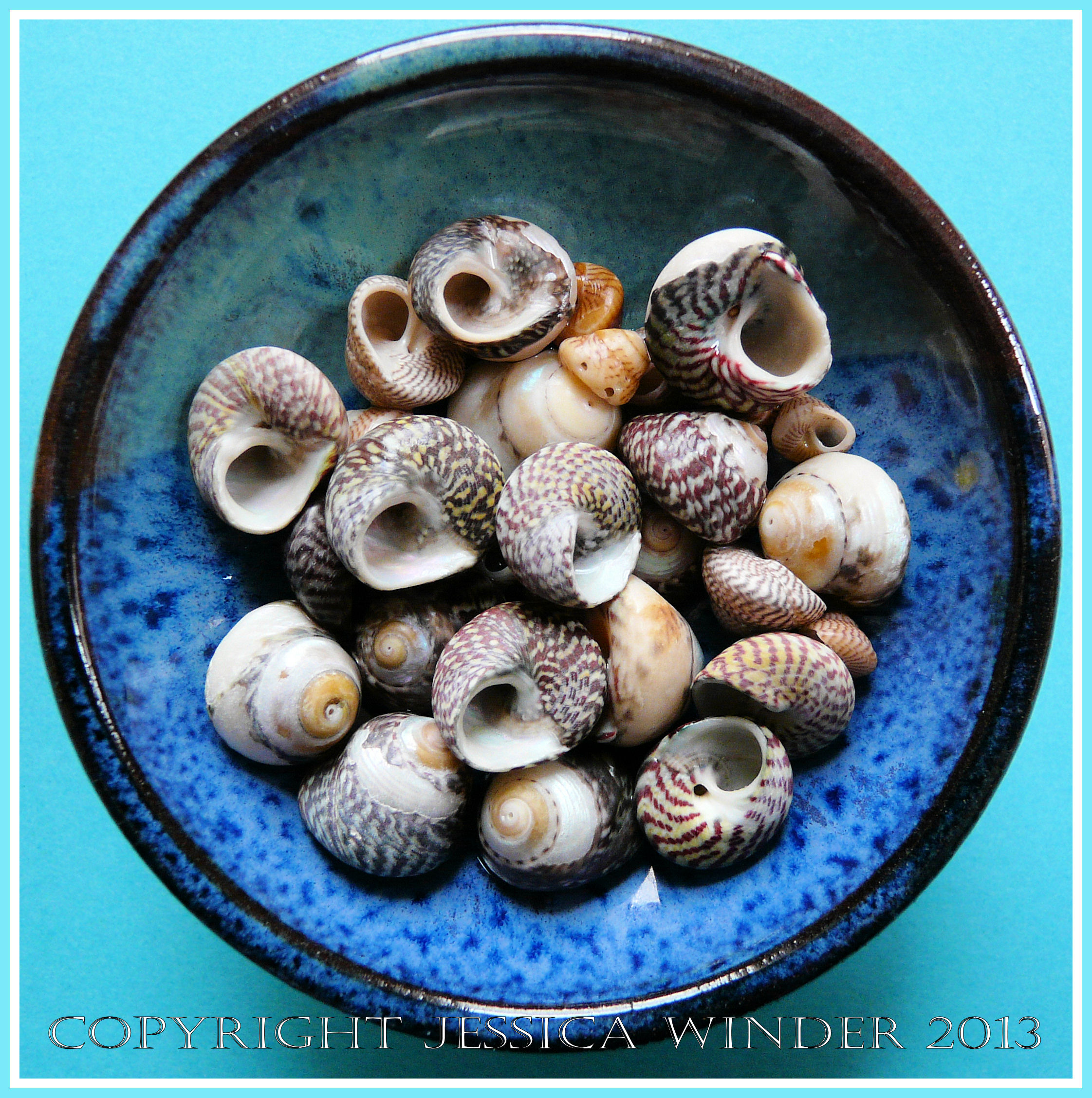 Arrangements of Seashells – Jessica's Nature Blog