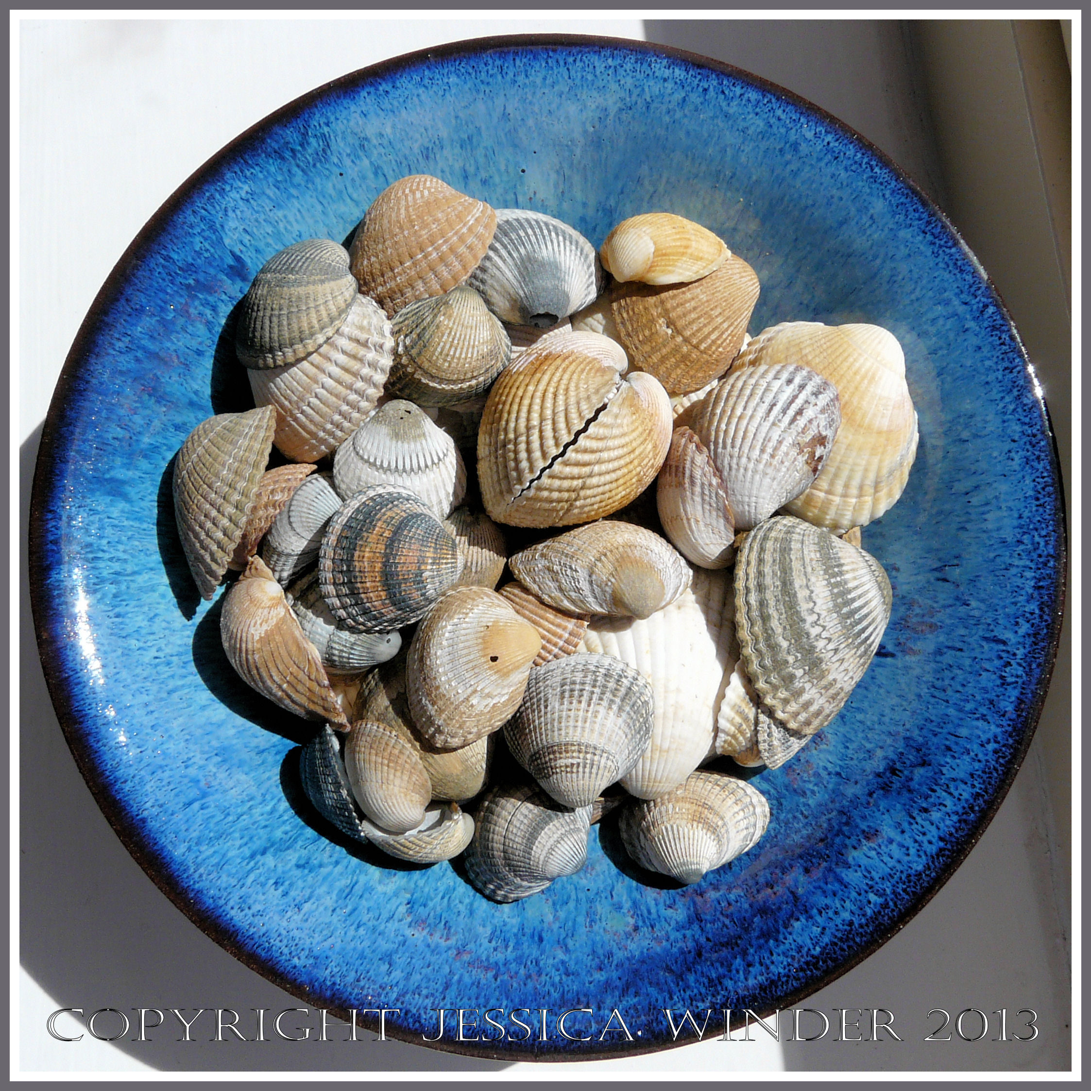 Arrangements of Seashells – Jessica's Nature Blog
