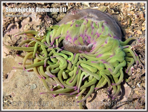 Some Snakelocks Anemone Variations – Jessica's Nature Blog