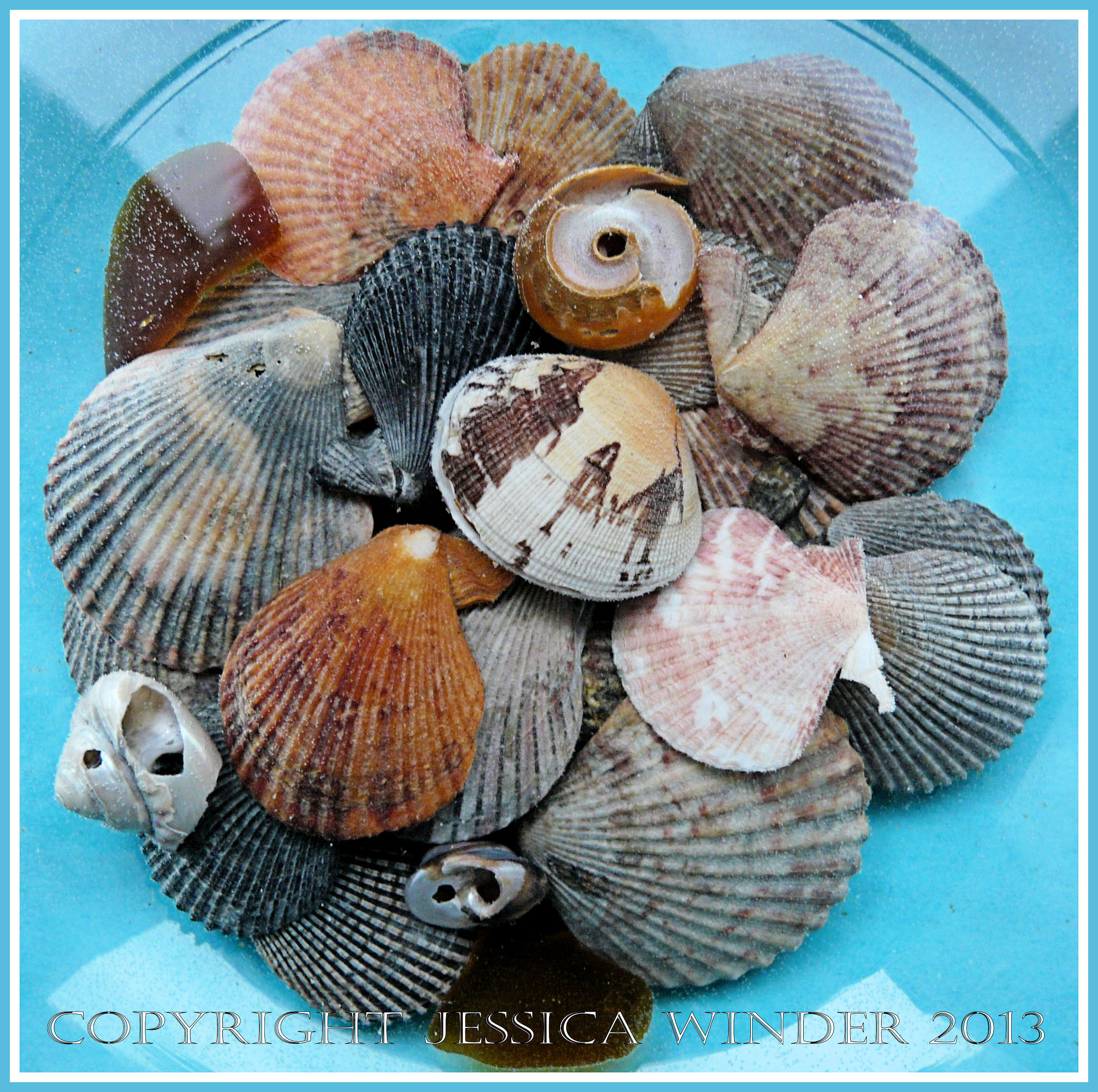 Arrangements of Seashells – Jessica's Nature Blog