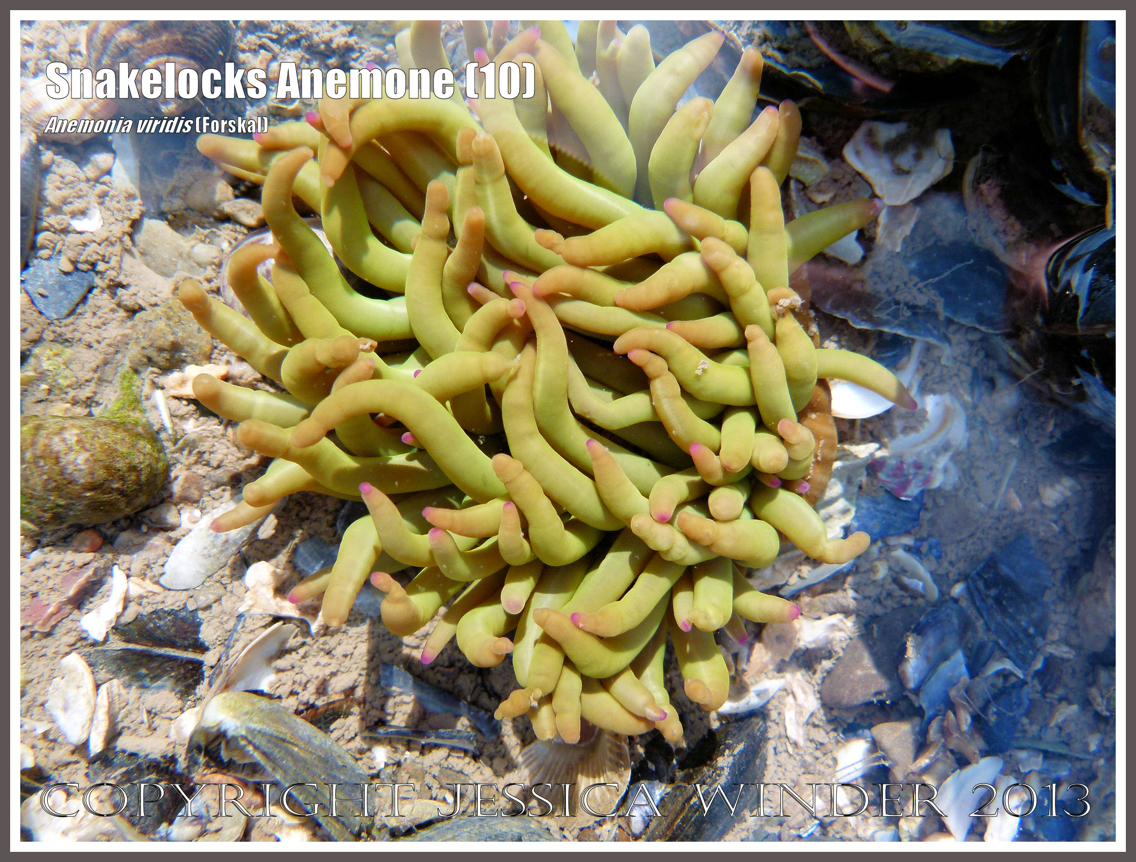 Some Snakelocks Anemone Variations – Jessica's Nature Blog
