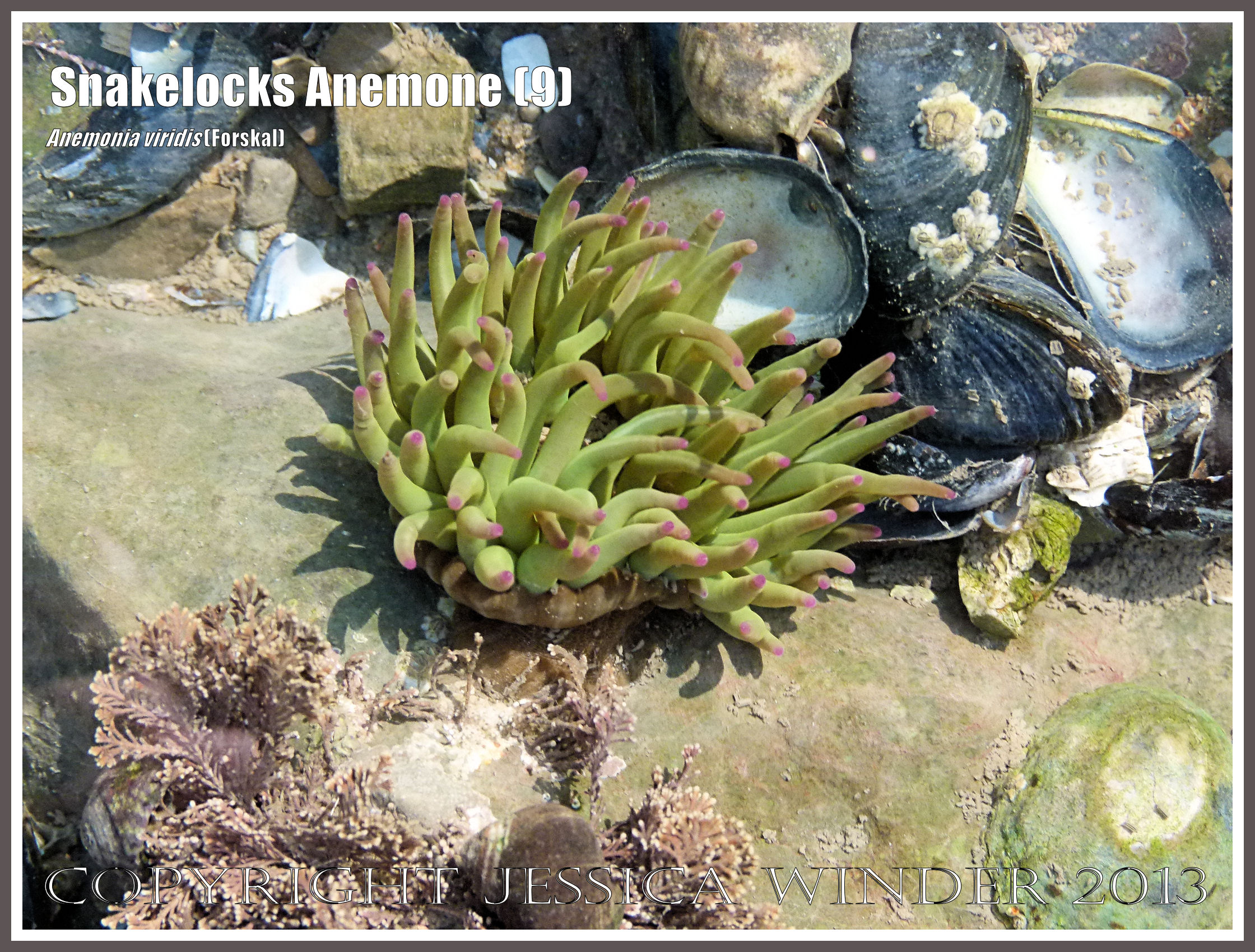 Snakelocks Anemone (9) – Jessica's Nature Blog