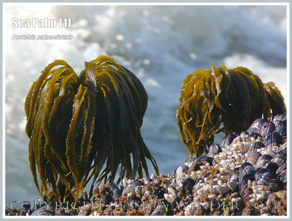 Sea Palm Seaweed on the Oregon Coast – Jessica's Nature Blog