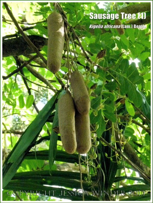 The Sausage Tree – Jessica's Nature Blog