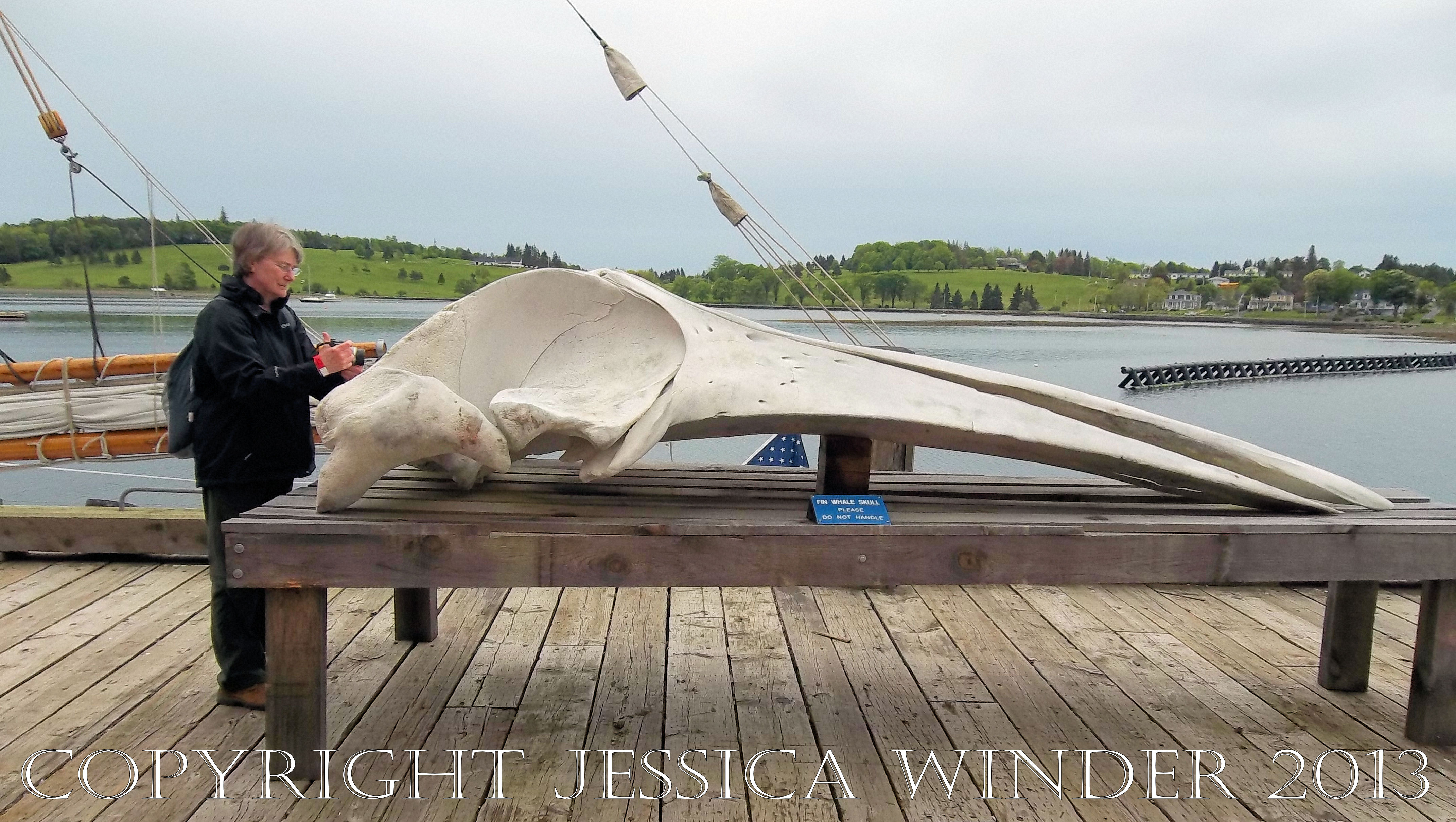 Fin Whale Skull Bone – Jessica's Nature Blog