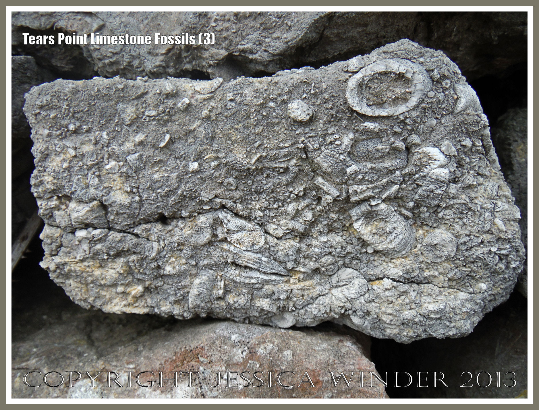 Tears Point Limestone Fossils – Jessica's Nature Blog