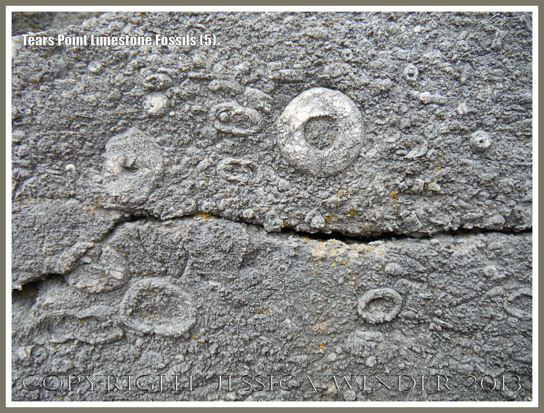 Tears Point Limestone Fossils – Jessica's Nature Blog