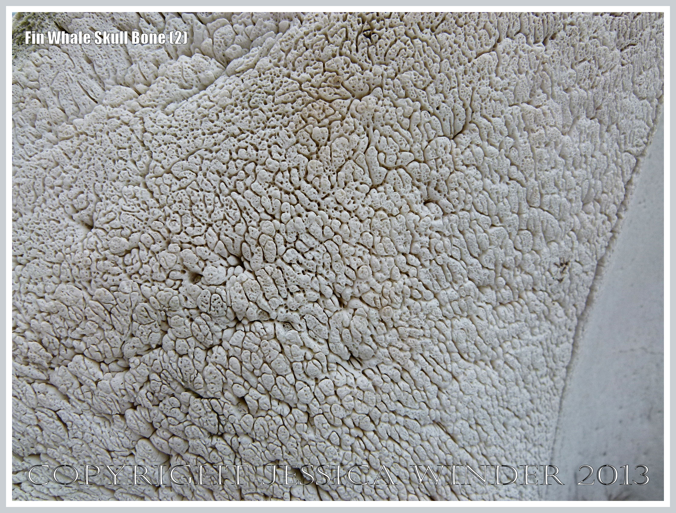Fin Whale Skull Bone 2 – Jessica's Nature Blog