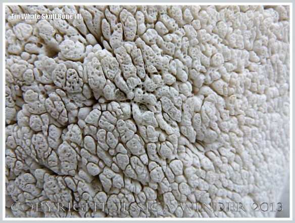 Fin Whale Skull Bone – Jessica's Nature Blog