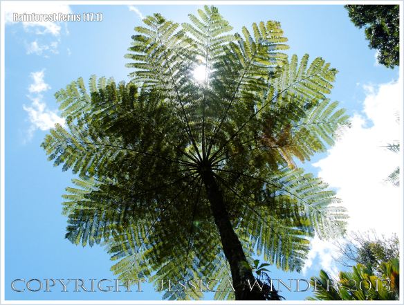 Rainforest Ferns 17 – Jessica's Nature Blog