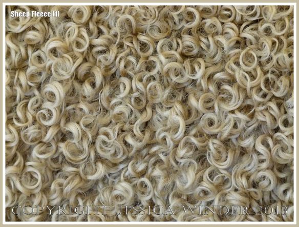 Sheep Fleeces – Jessica's Nature Blog