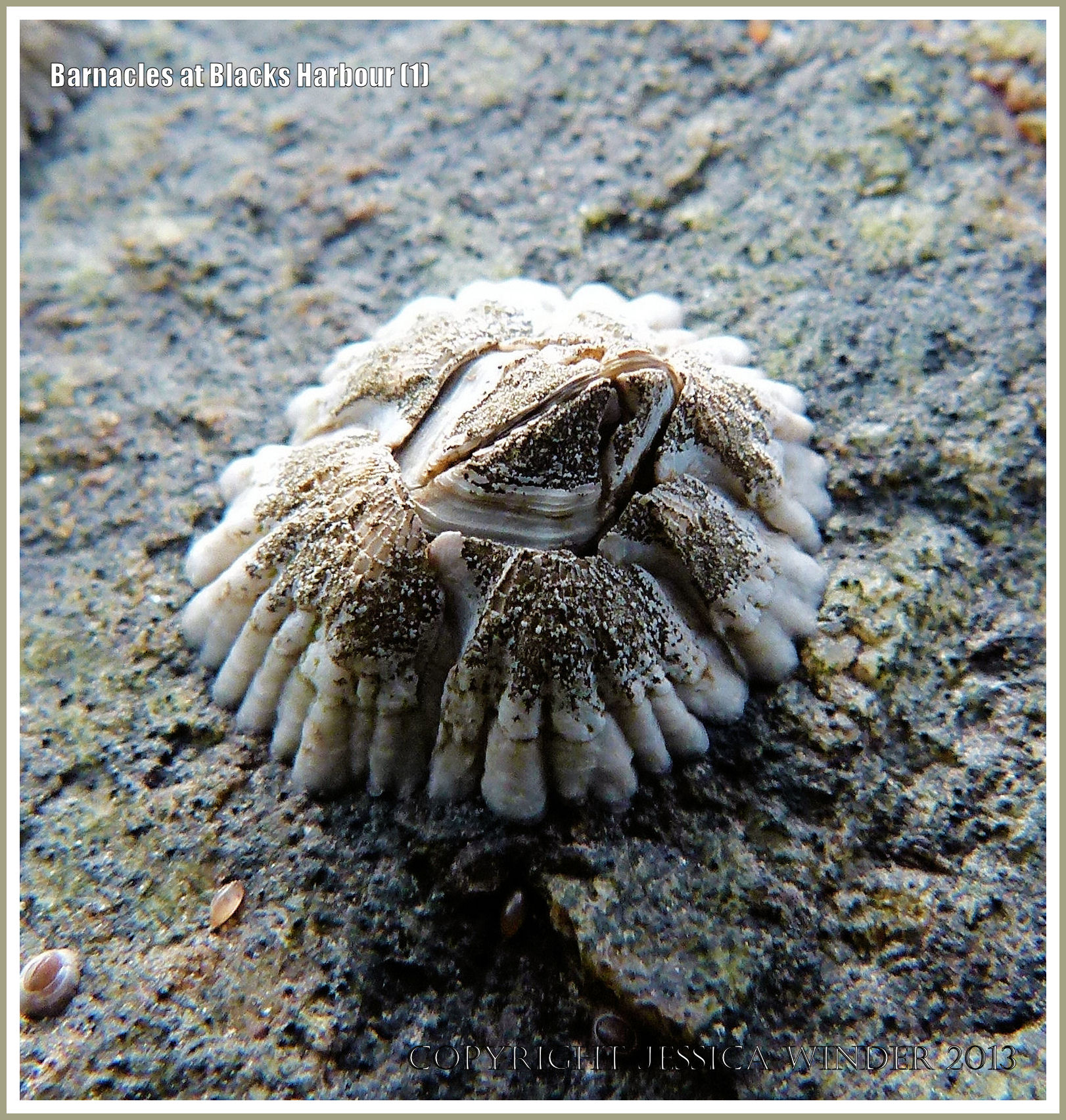Barnacles at Blacks Harbour – Jessica's Nature Blog