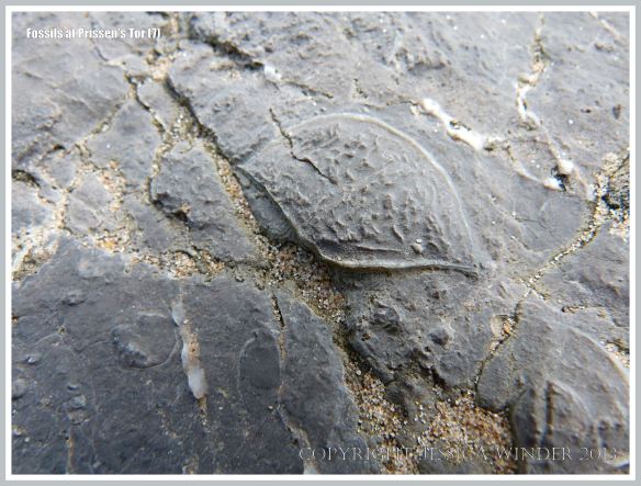 Fossils at Prissen’s Tor – Jessica's Nature Blog