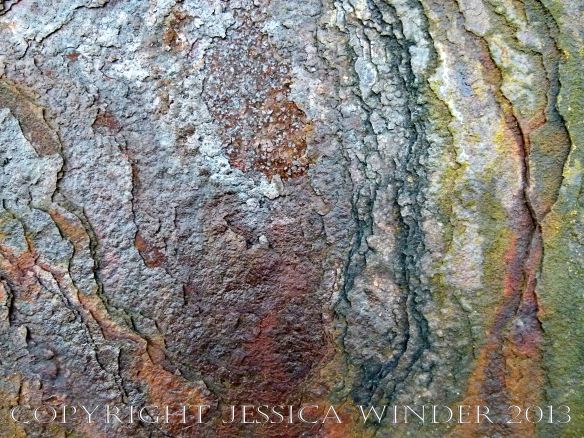 Saltwater Corrosion in Iron – Jessica's Nature Blog