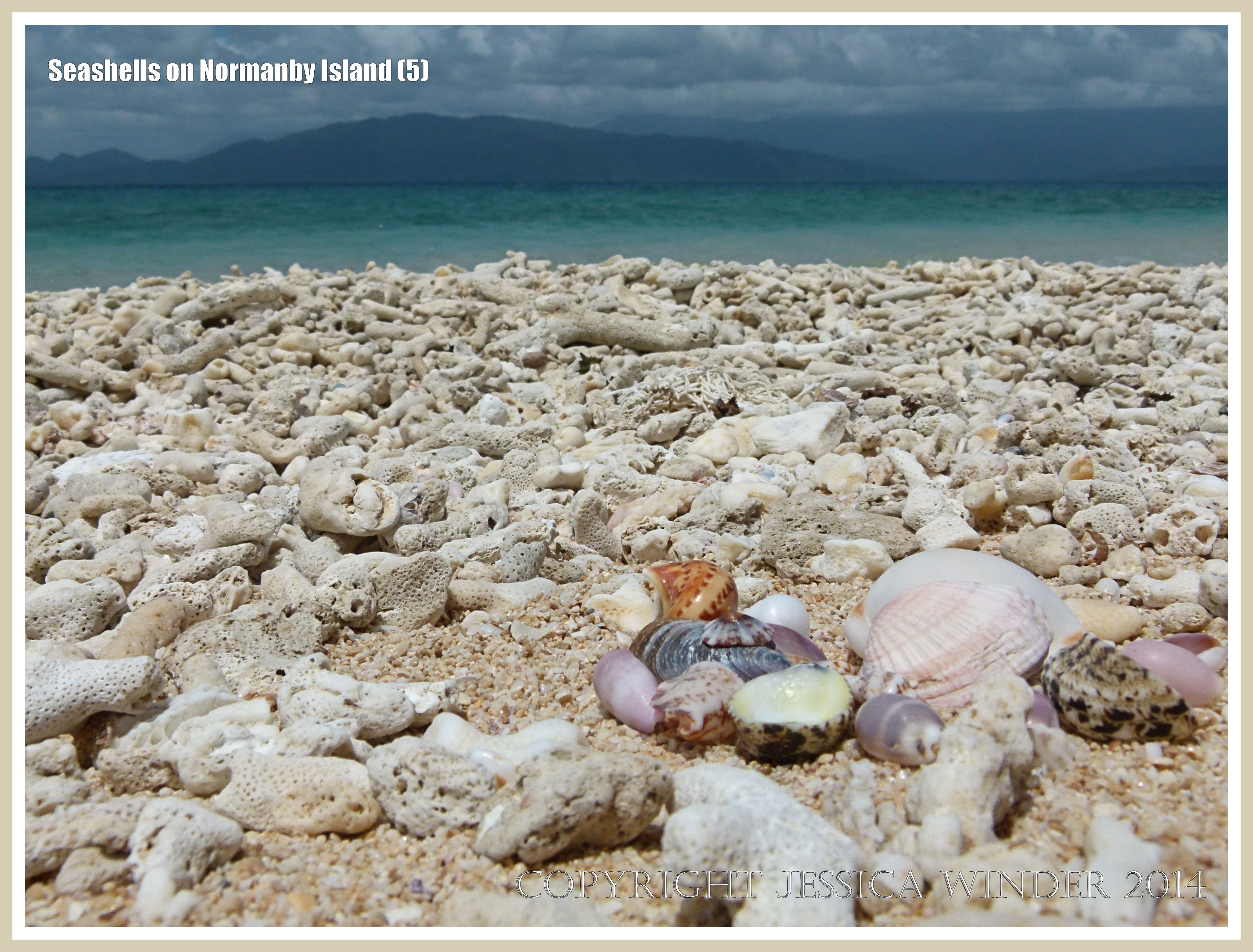 Seashells on Normanby Island – Part 1 – Jessica's Nature Blog