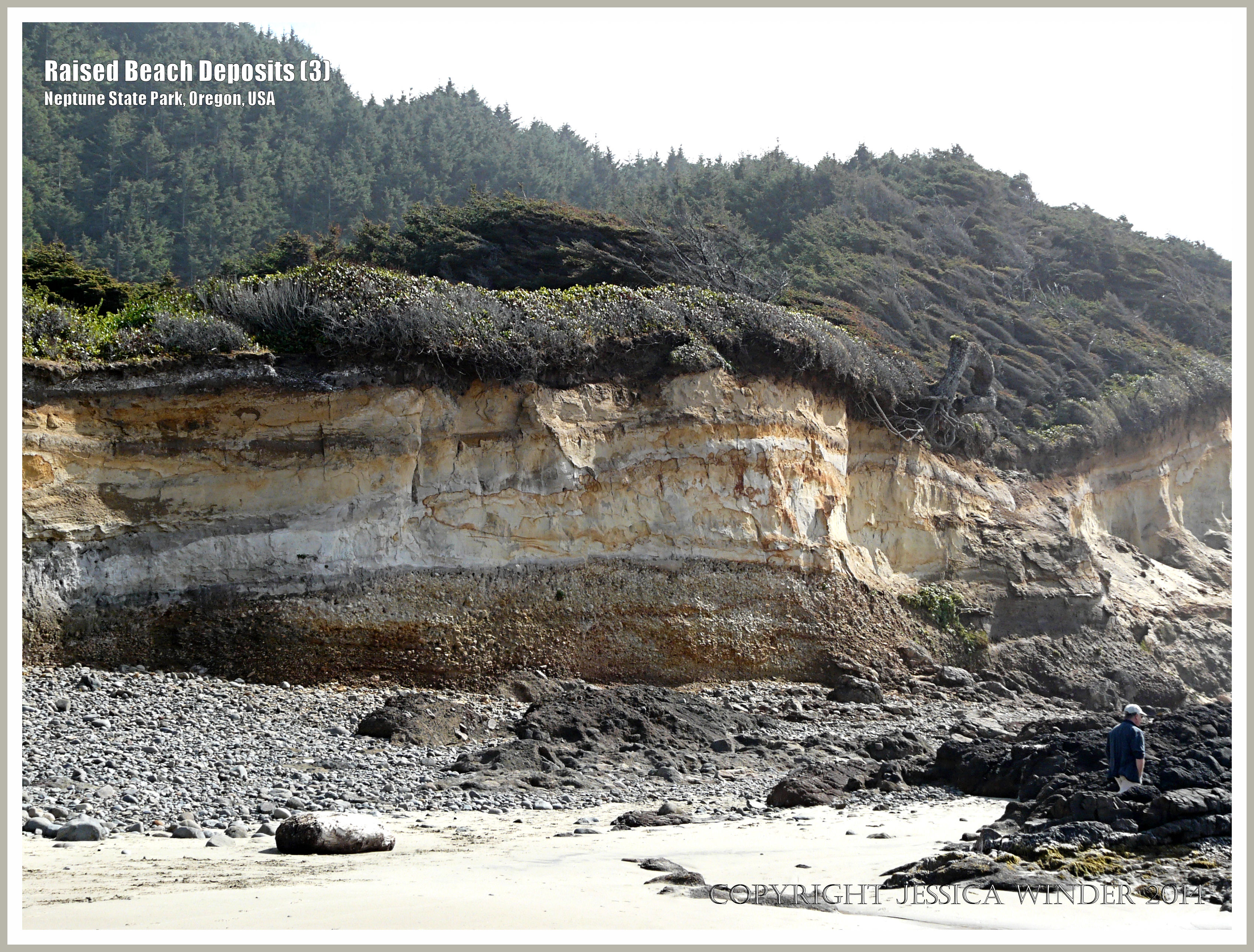 Raised Beach Deposits on the Oregon Coast – Jessica's Nature Blog