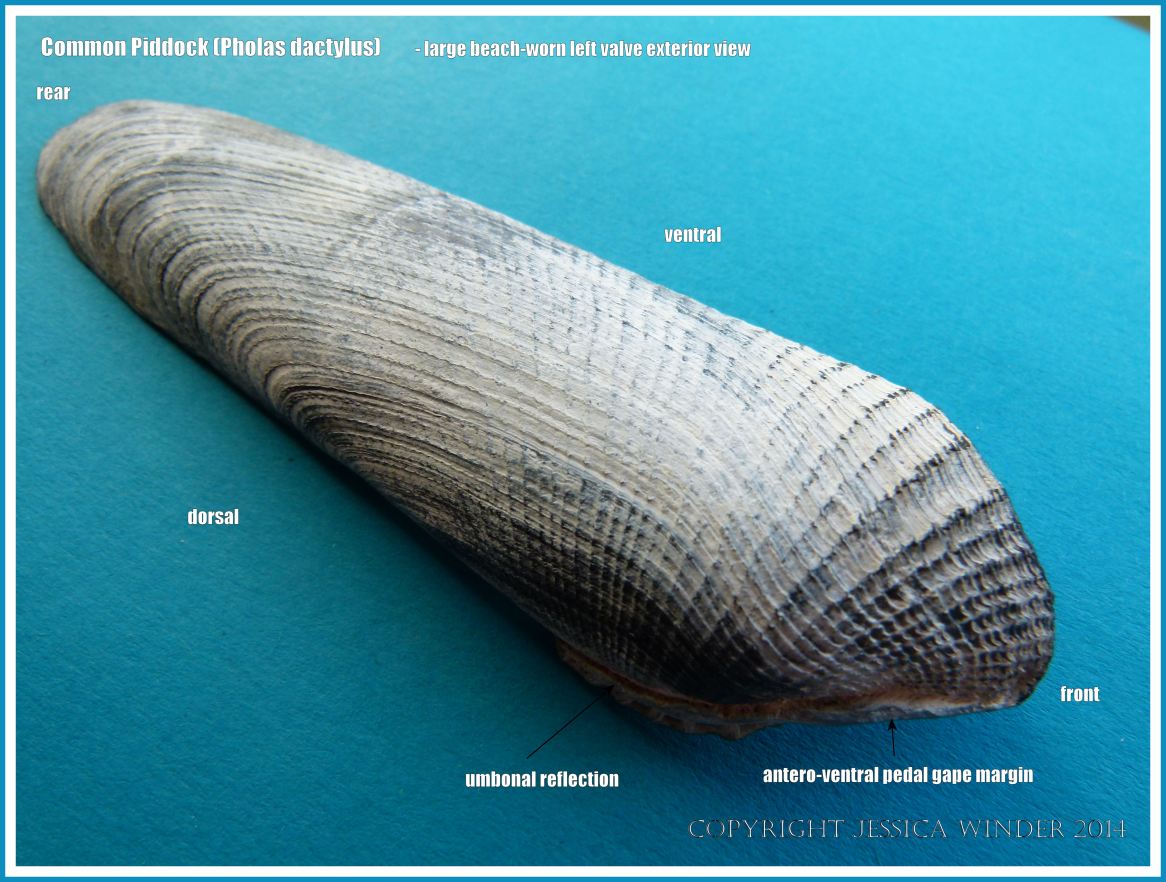 Common Piddocks – rock-boring molluscs – Jessica's Nature Blog