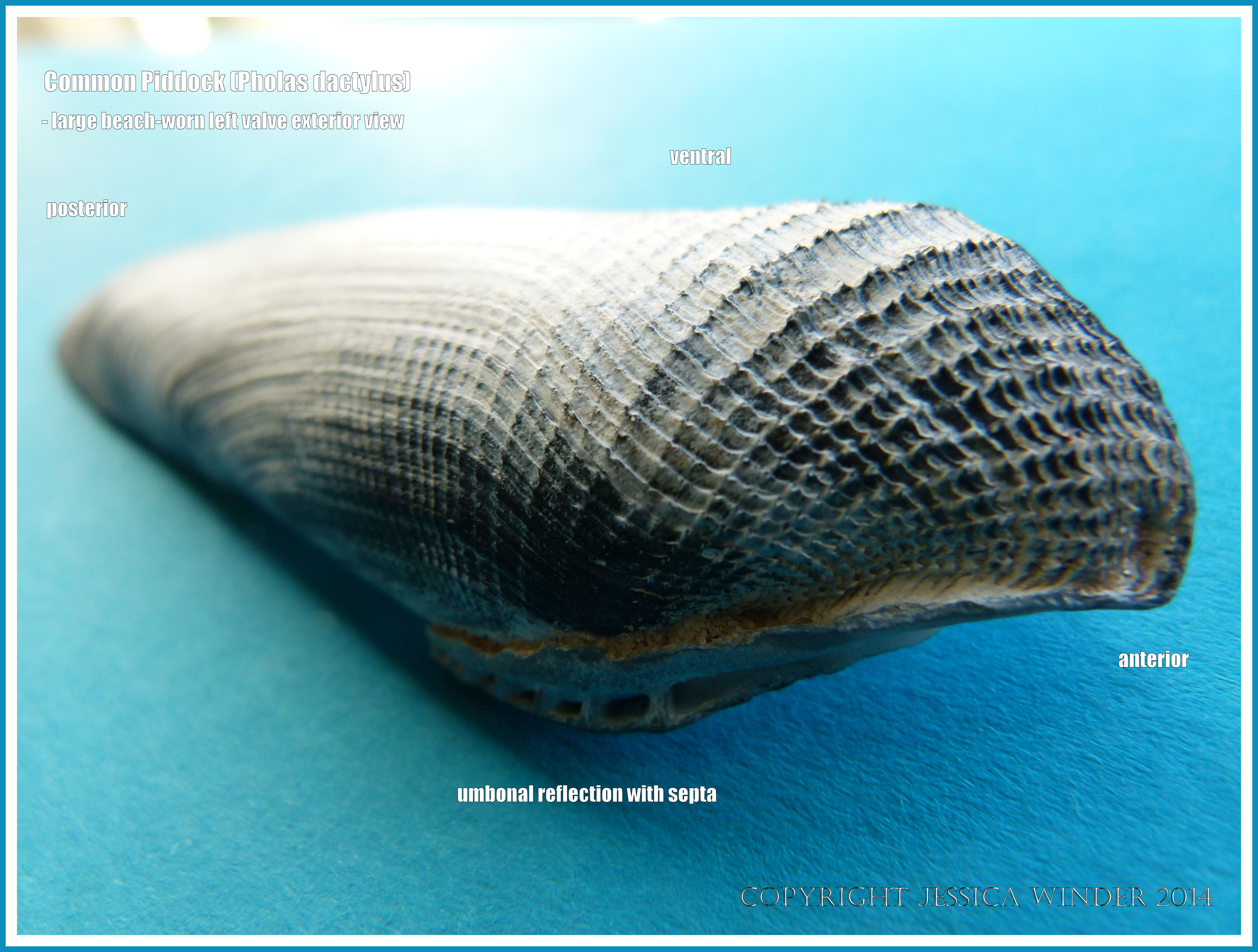 Common Piddocks – rock-boring molluscs – Jessica's Nature Blog