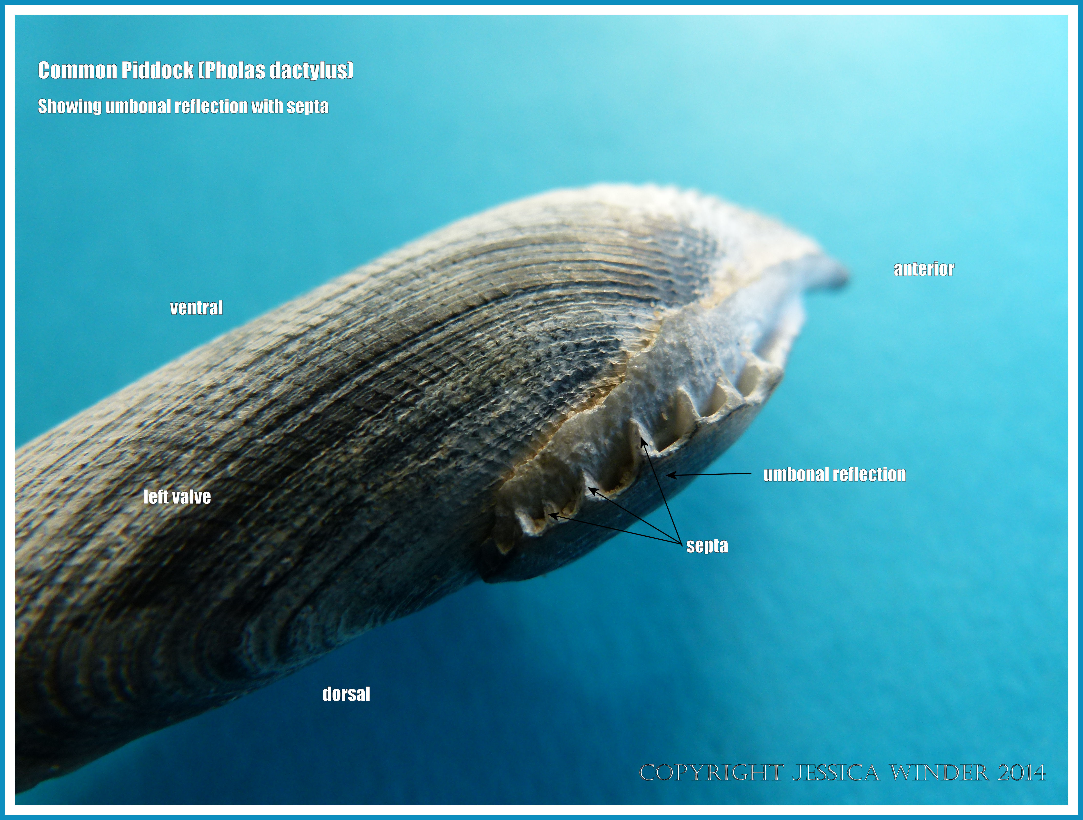 Common Piddocks – rock-boring molluscs – Jessica's Nature Blog