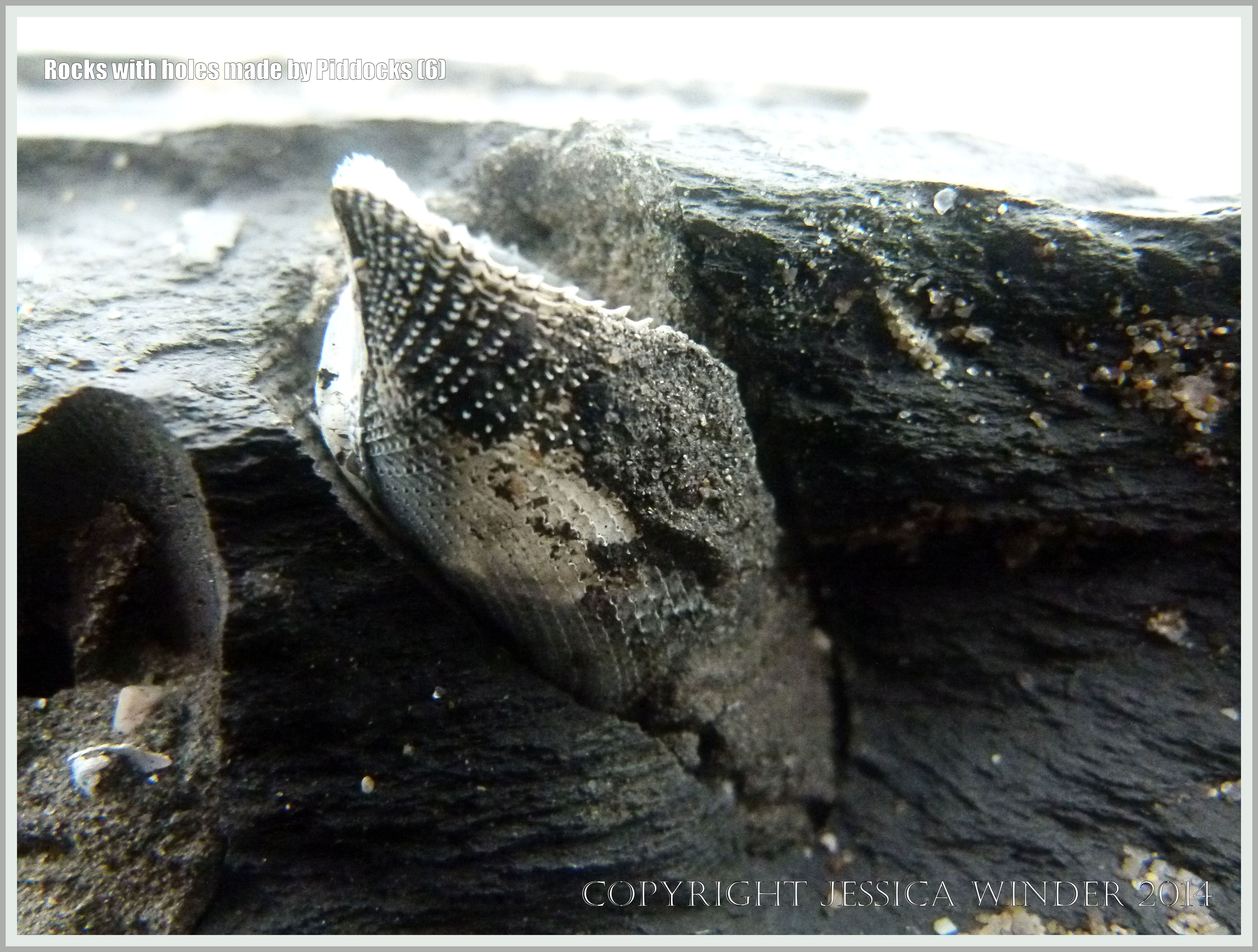 Rocks with holes made by Piddocks – Part 1 – Jessica's Nature Blog