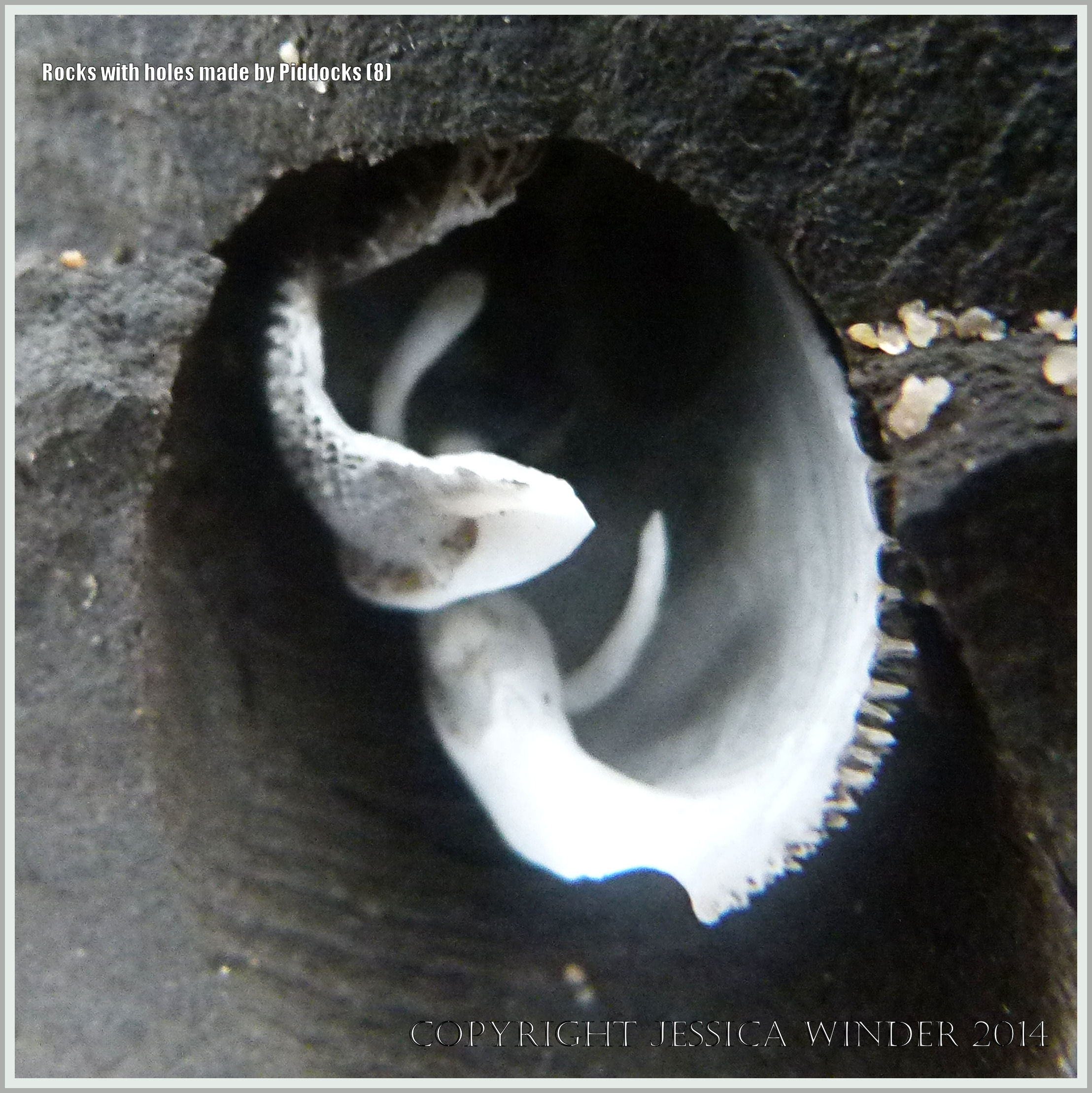 Rocks with holes made by Piddocks – Part 1 – Jessica's Nature Blog