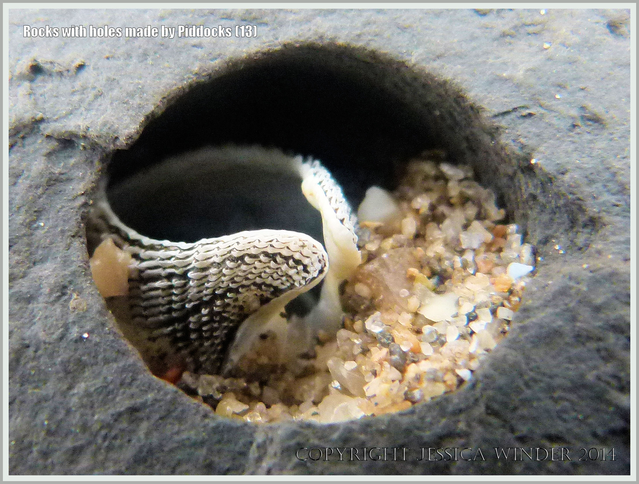 Rocks with holes made by Piddocks – Part 1 – Jessica's Nature Blog