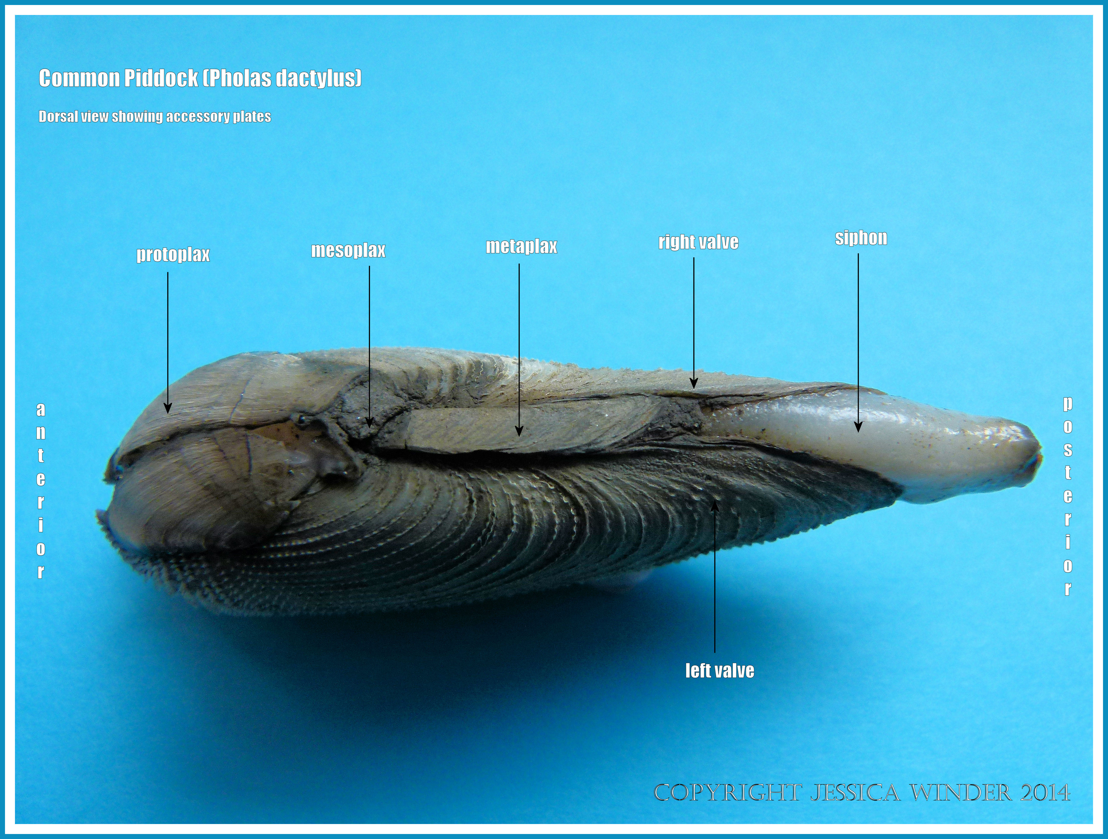 Common Piddocks – rock-boring molluscs – Jessica's Nature Blog