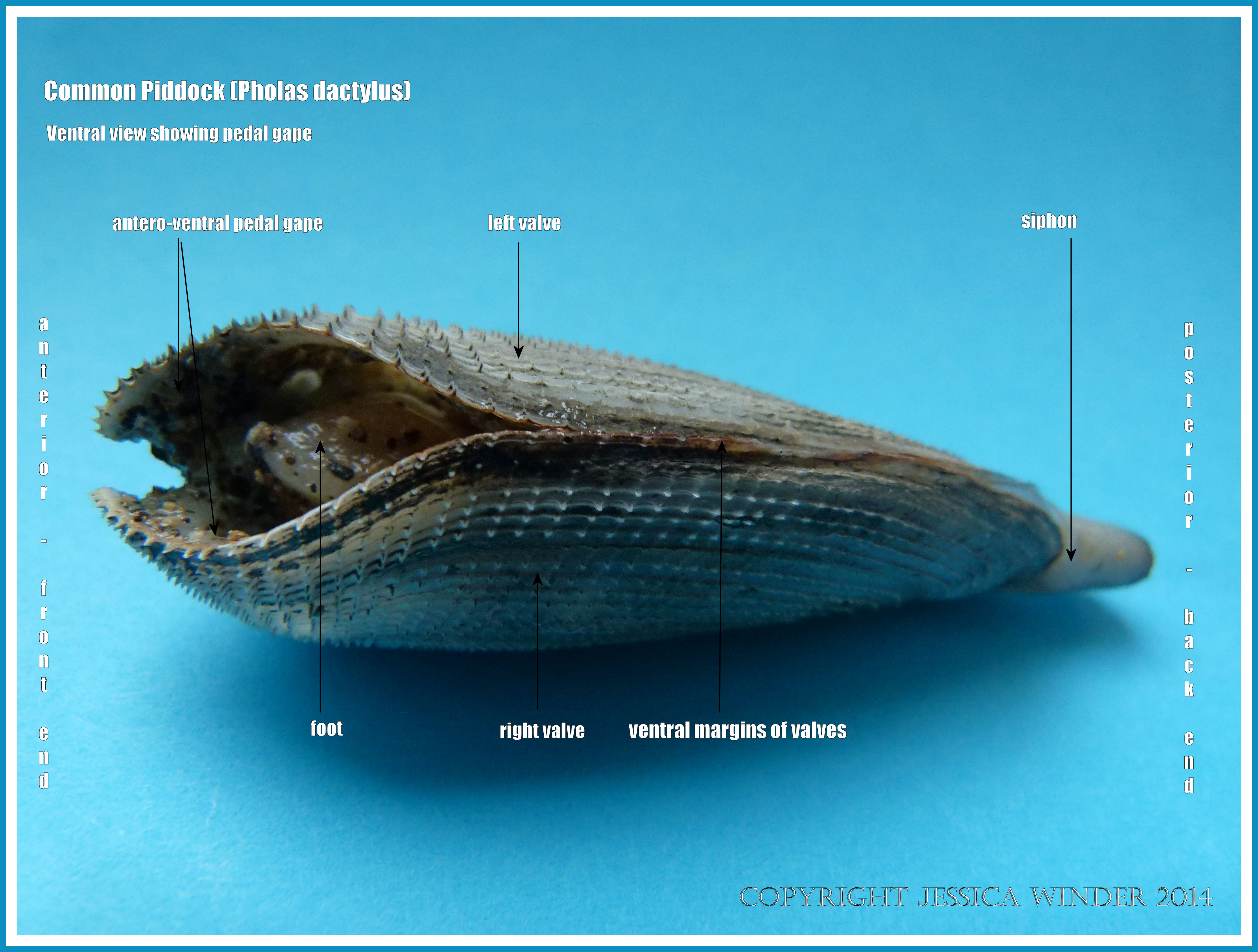 Common Piddocks – rock-boring molluscs – Jessica's Nature Blog
