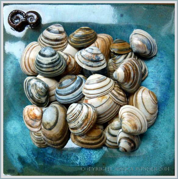 Striped shells from Studland – Jessica's Nature Blog