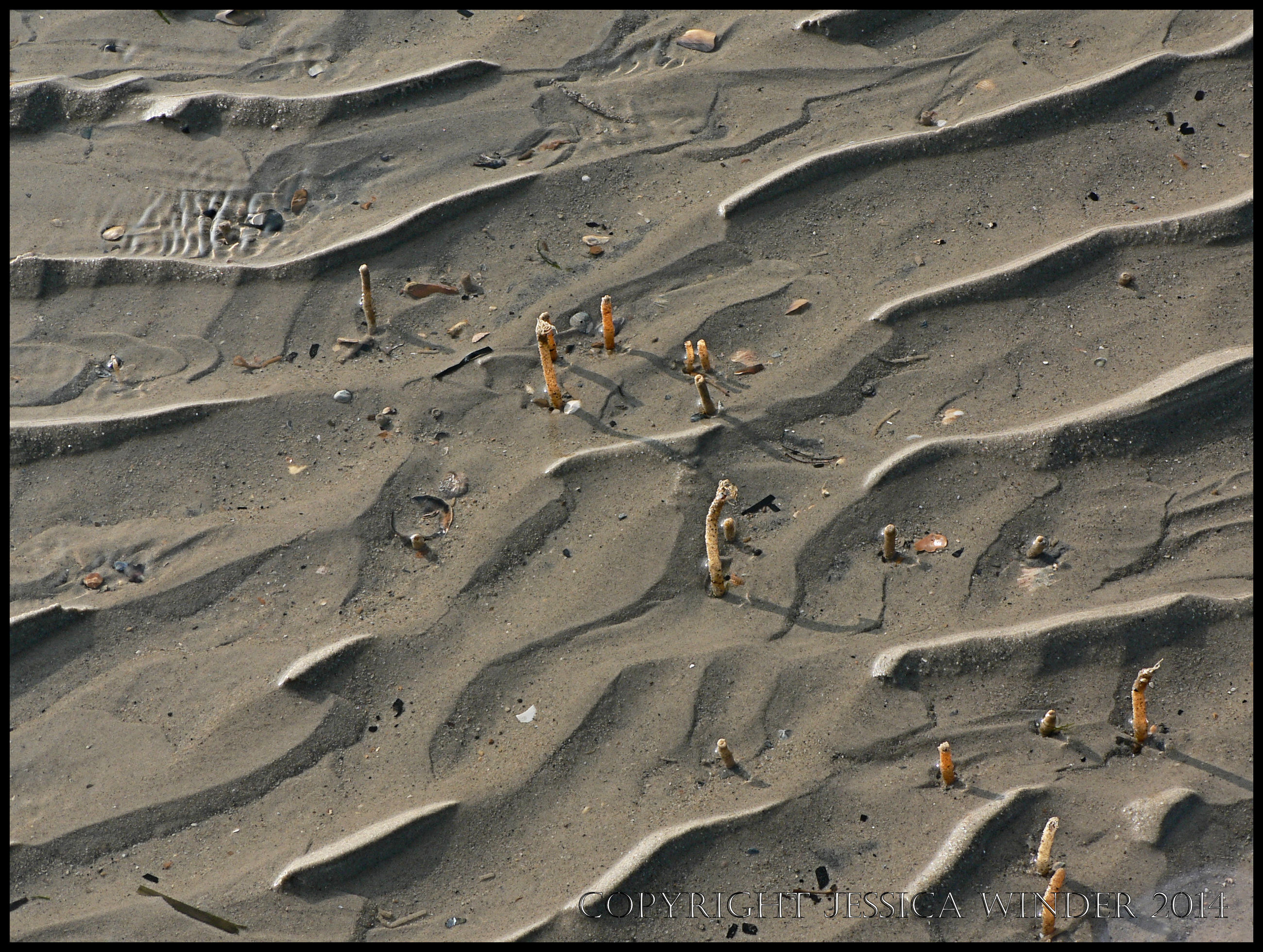 Some different types of seashore sand ripples – Jessica's Nature Blog