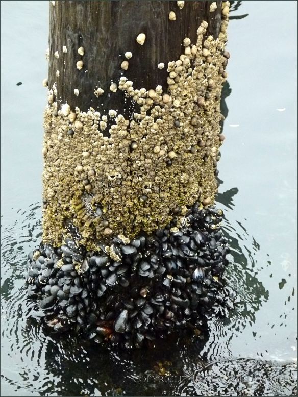 The Barnacle Zone on Waterfront Structures – Jessica's Nature Blog