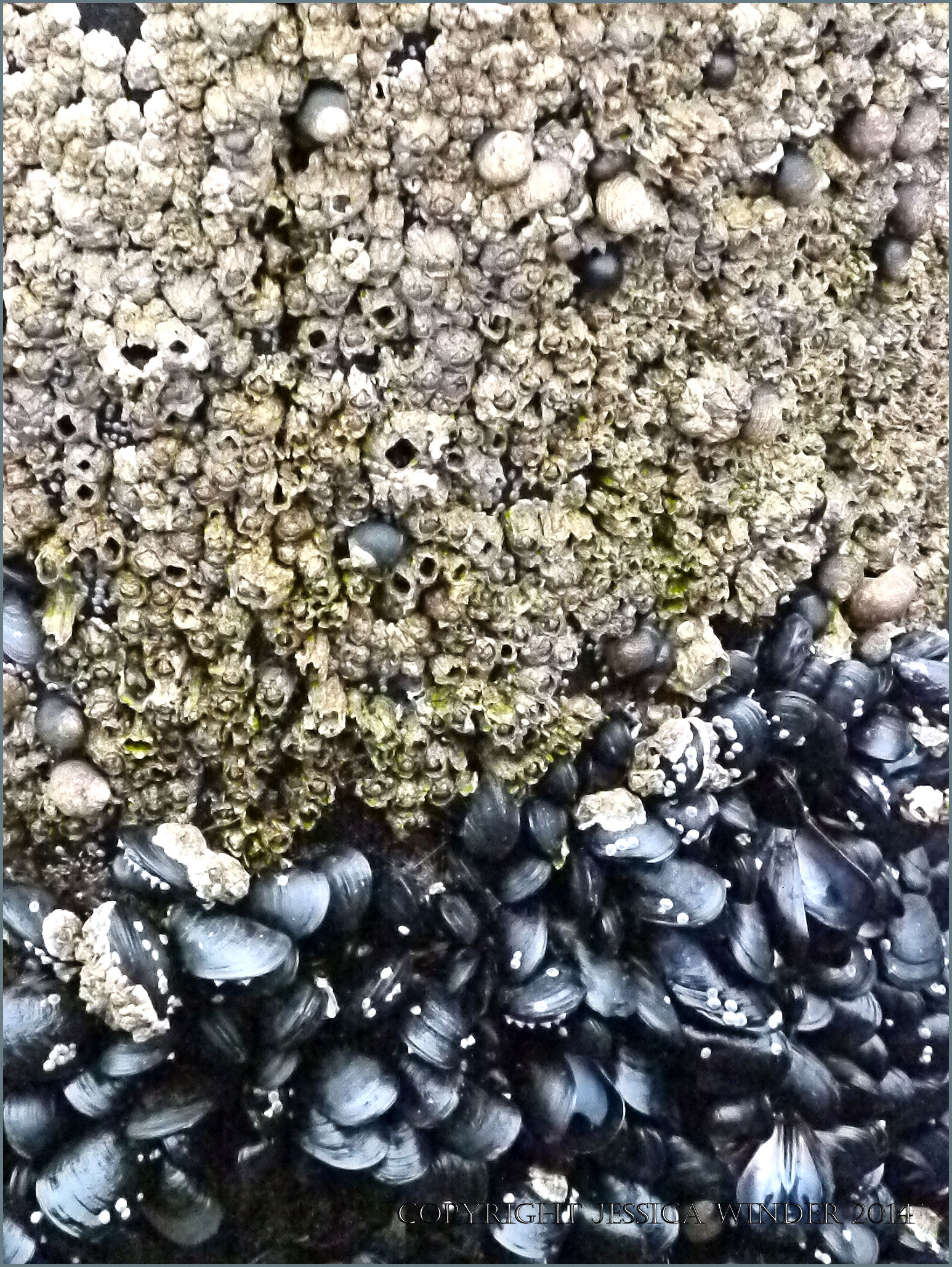 The Barnacle Zone on Waterfront Structures – Jessica's Nature Blog