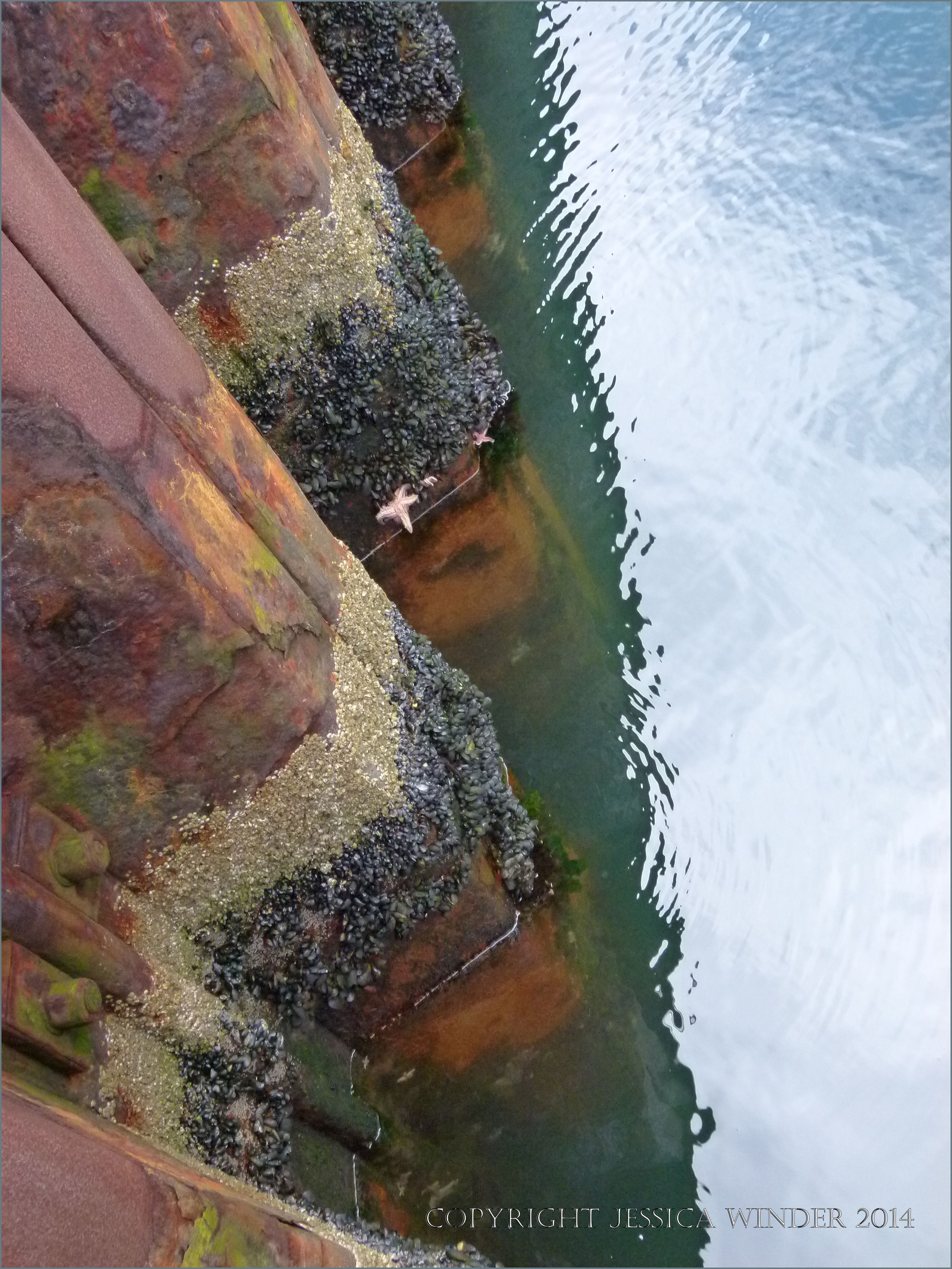 The Barnacle Zone on Waterfront Structures – Jessica's Nature Blog