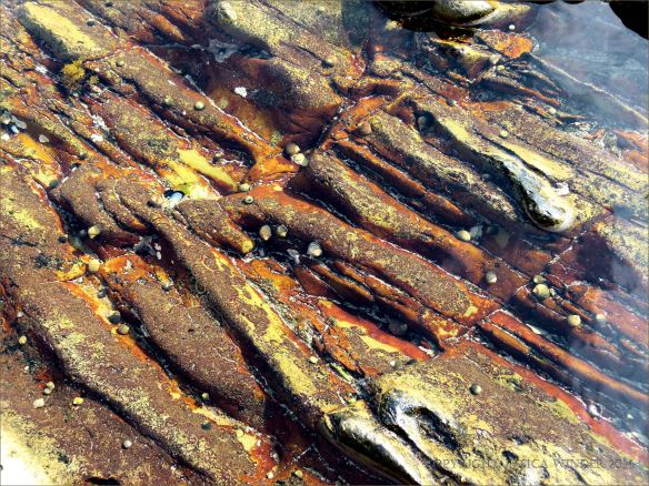 Rock Pools at Ferriters Cove – Jessica's Nature Blog