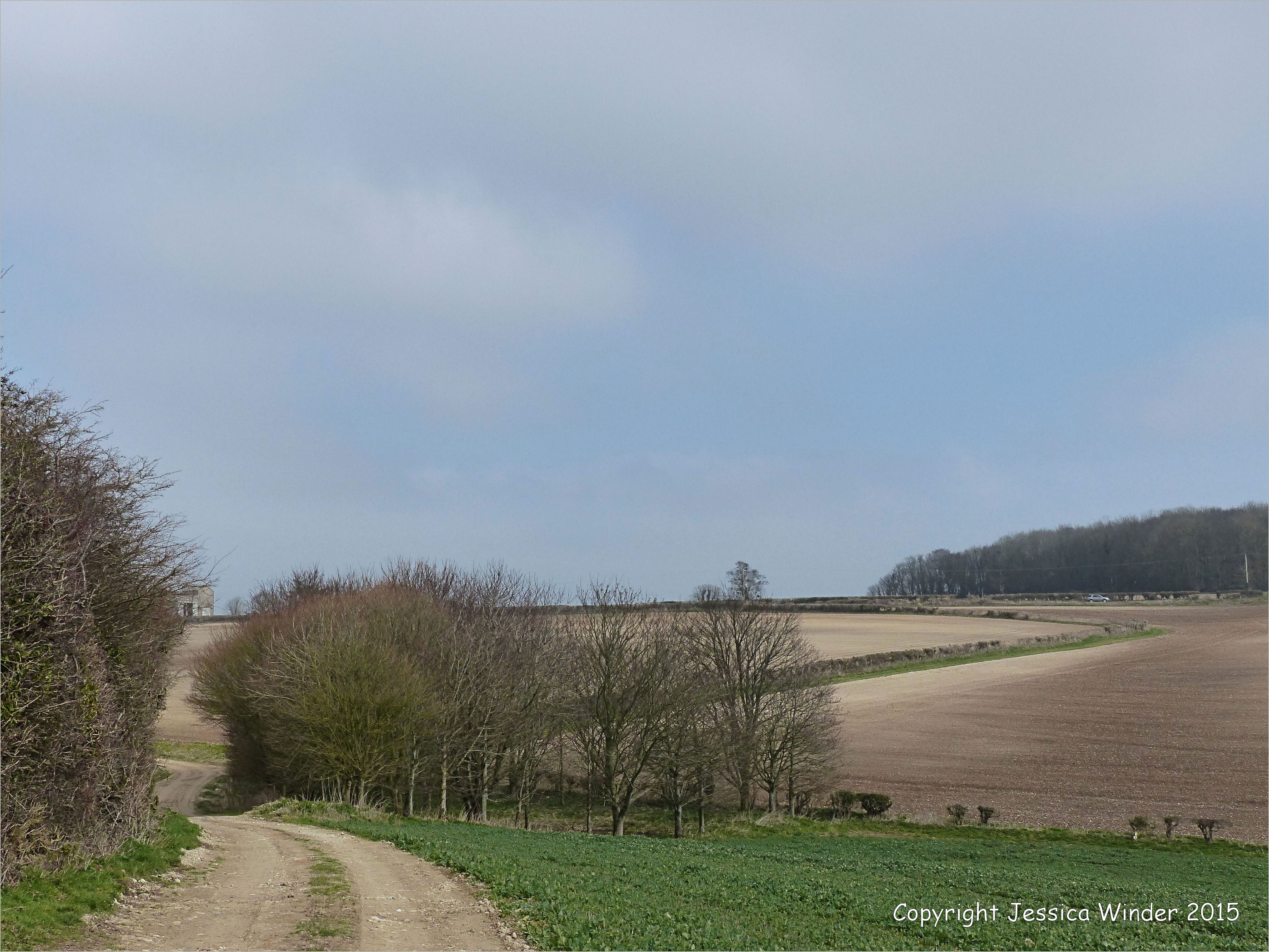 Charlton Down Walk 1.7 – Jessica's Nature Blog