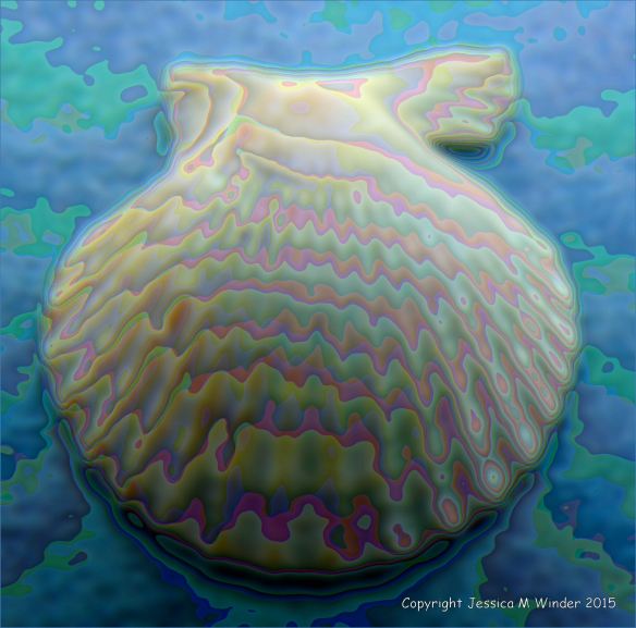 Scallop Shell Art – Jessica's Nature Blog