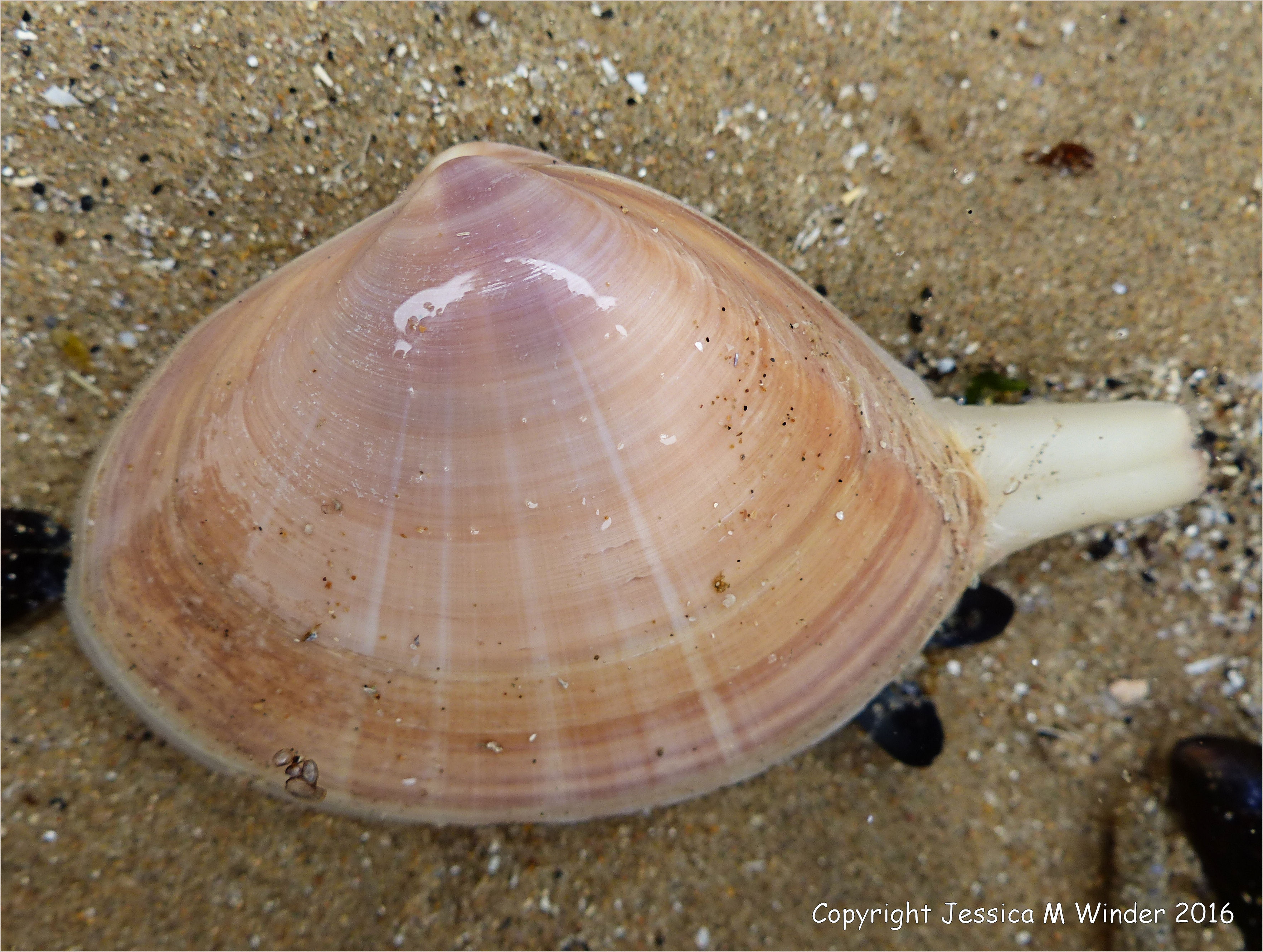 More Rayed Trough Shells at Rhossili – Jessica's Nature Blog