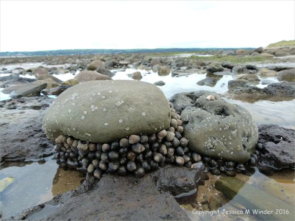 Clustered Periwinkles at Whiteford – Jessica's Nature Blog