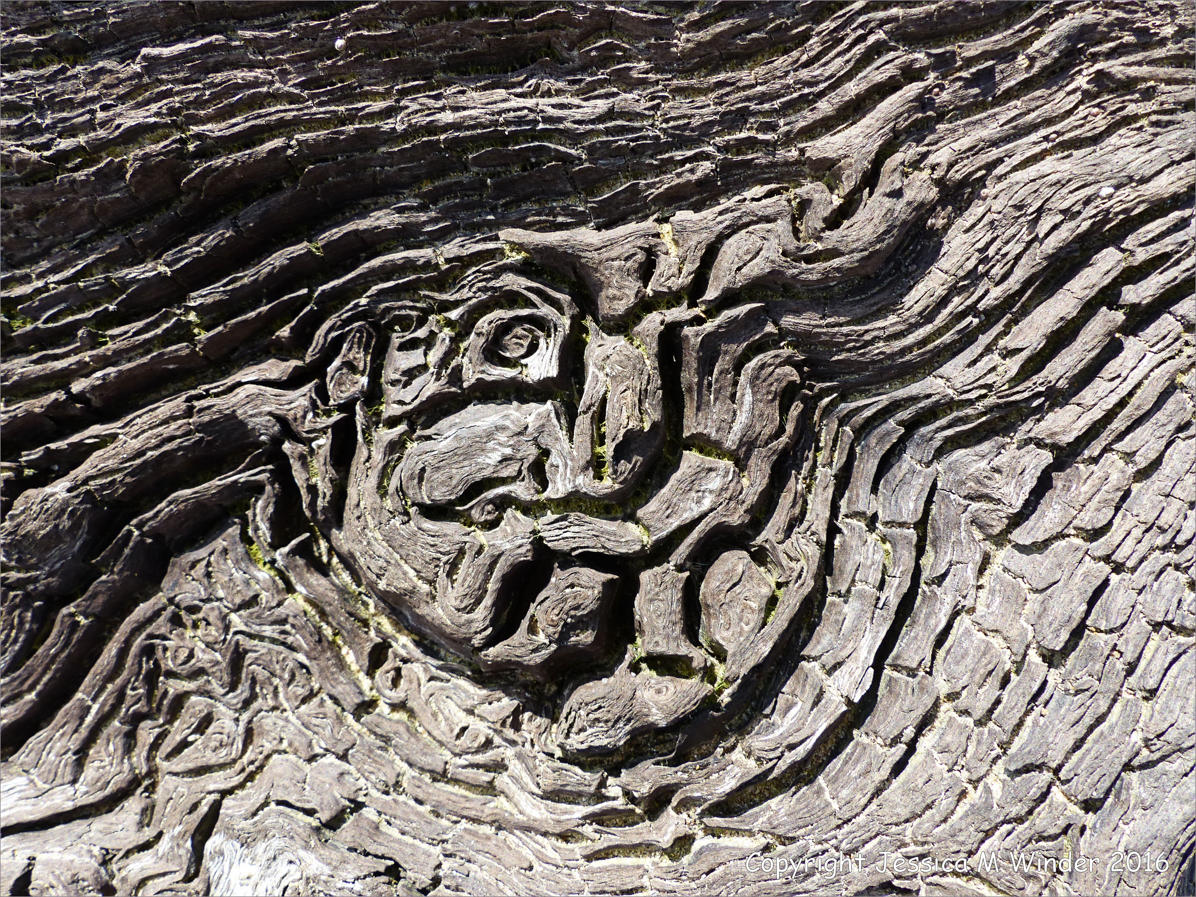 Ancient Wood in Peat – Jessica's Nature Blog