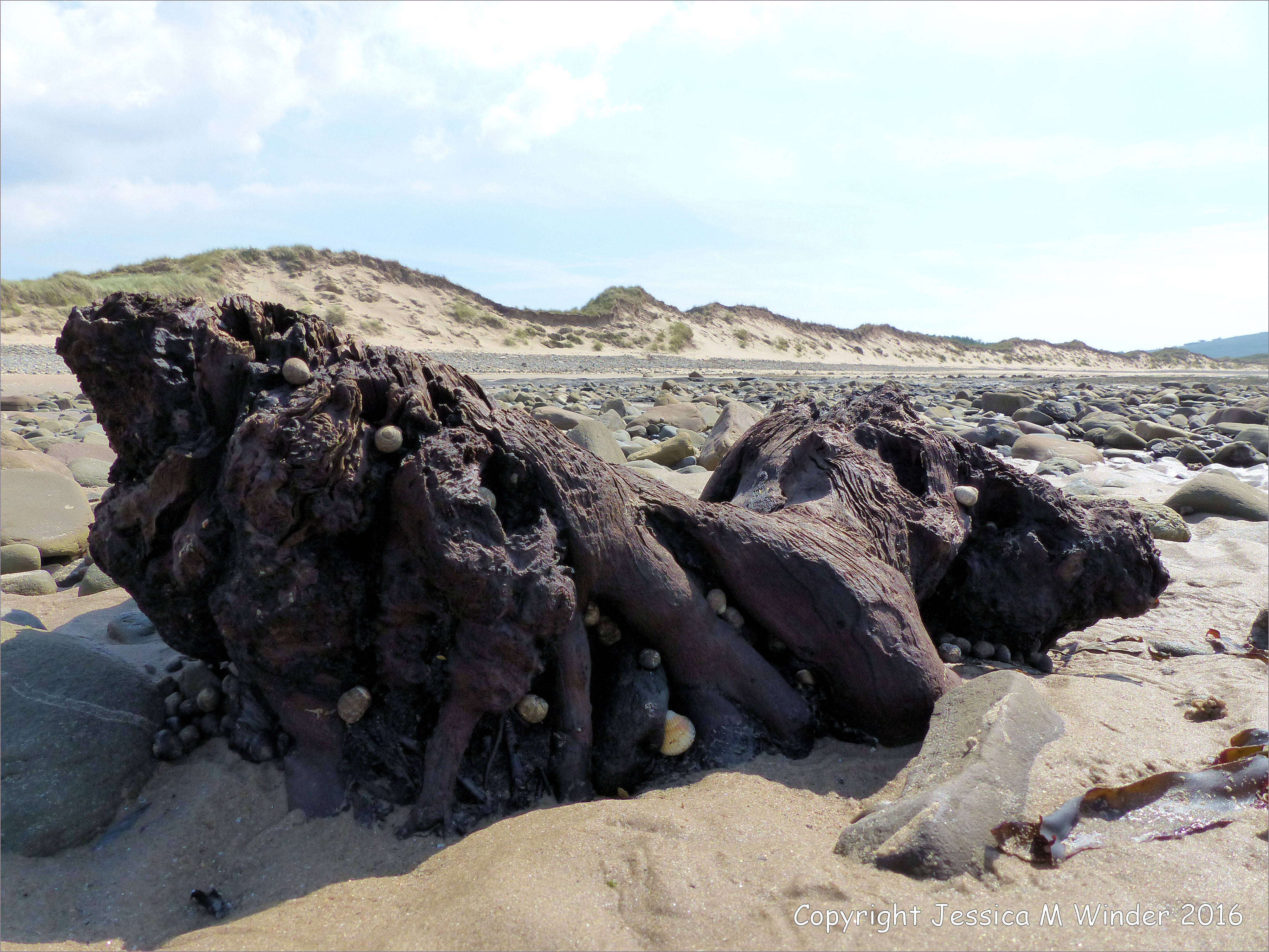 More Ancient Wood in Peat – Jessica's Nature Blog