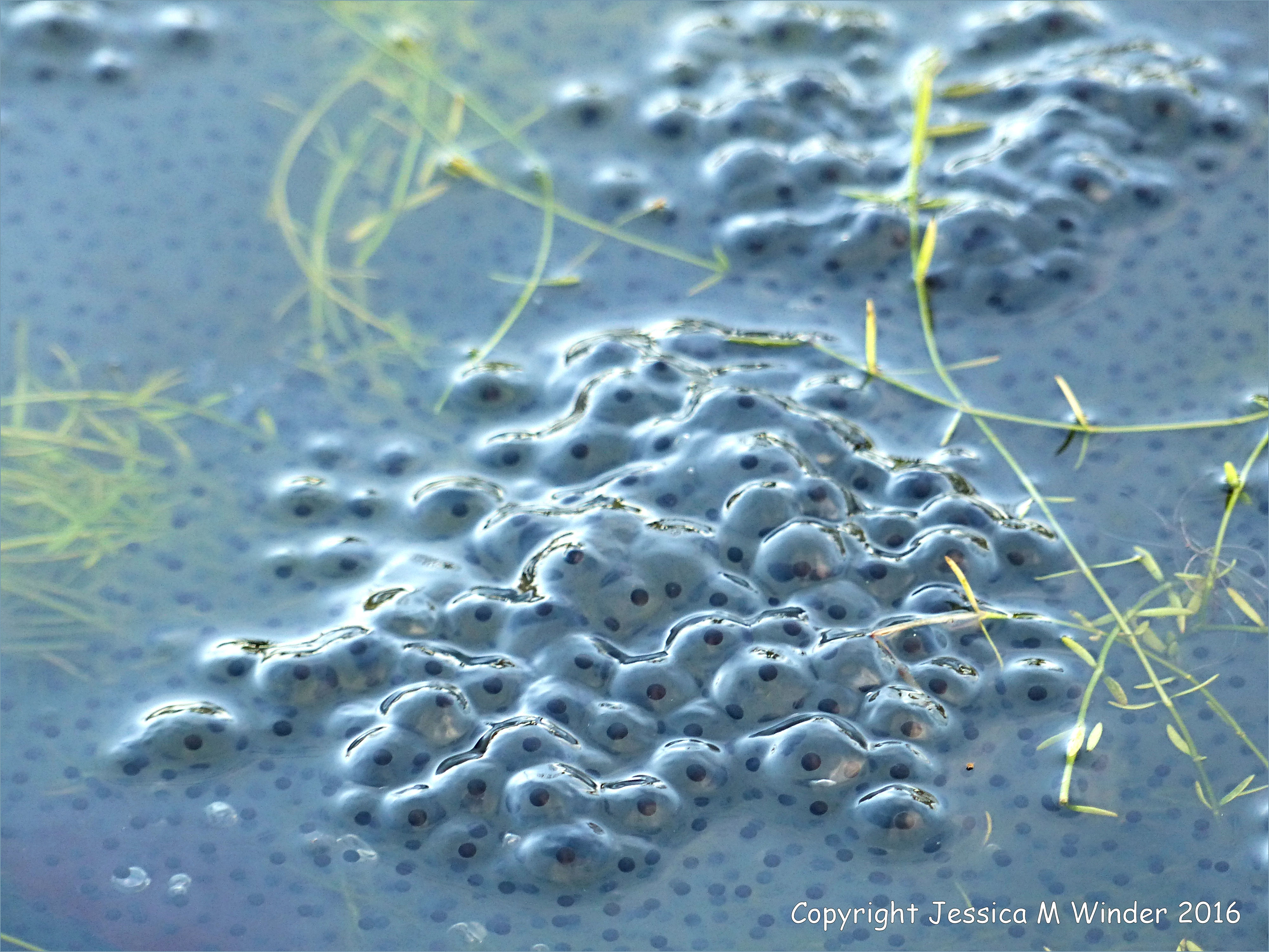 Frog Spawn – Jessica's Nature Blog
