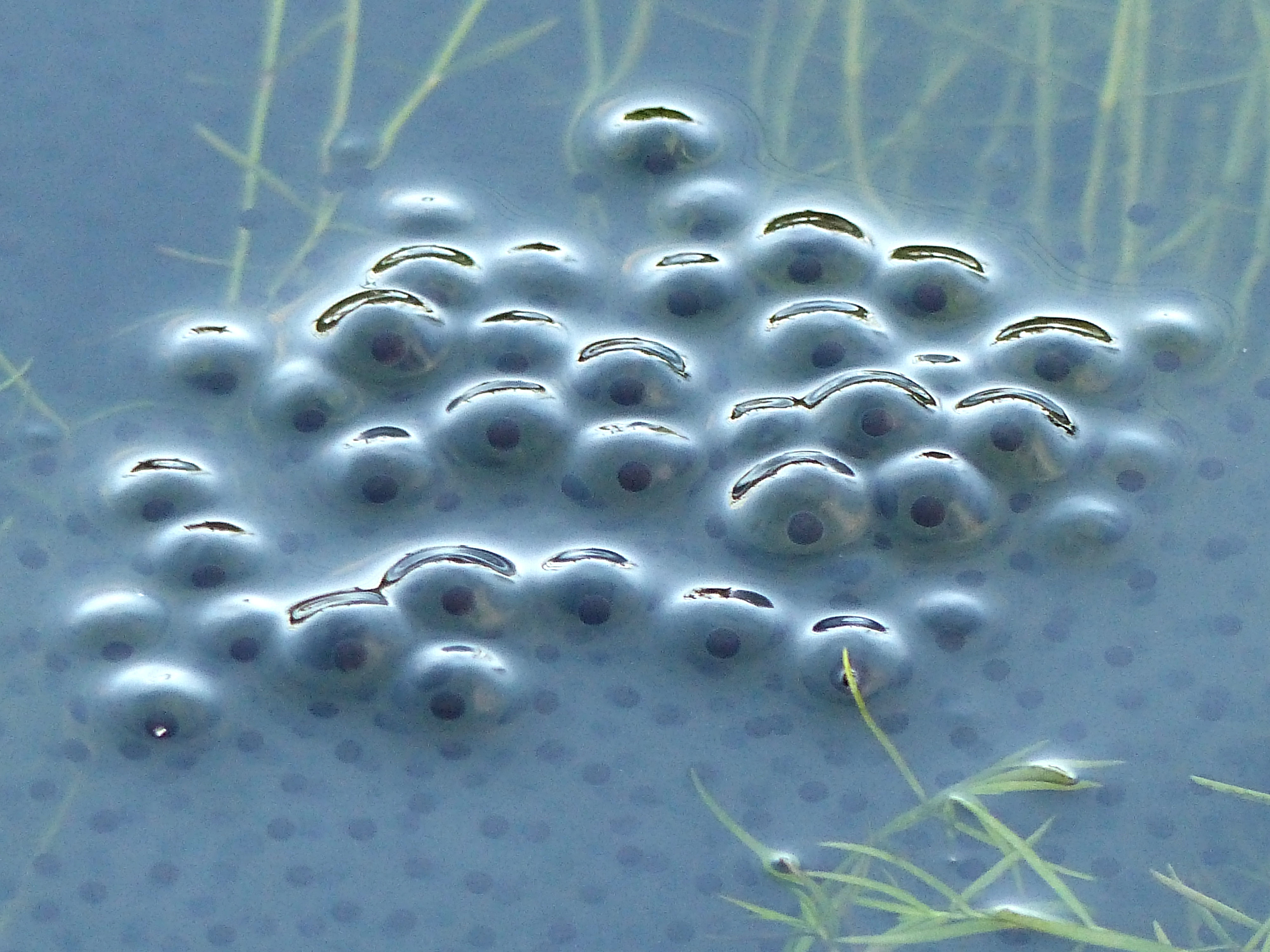 Frog Spawn – Jessica's Nature Blog