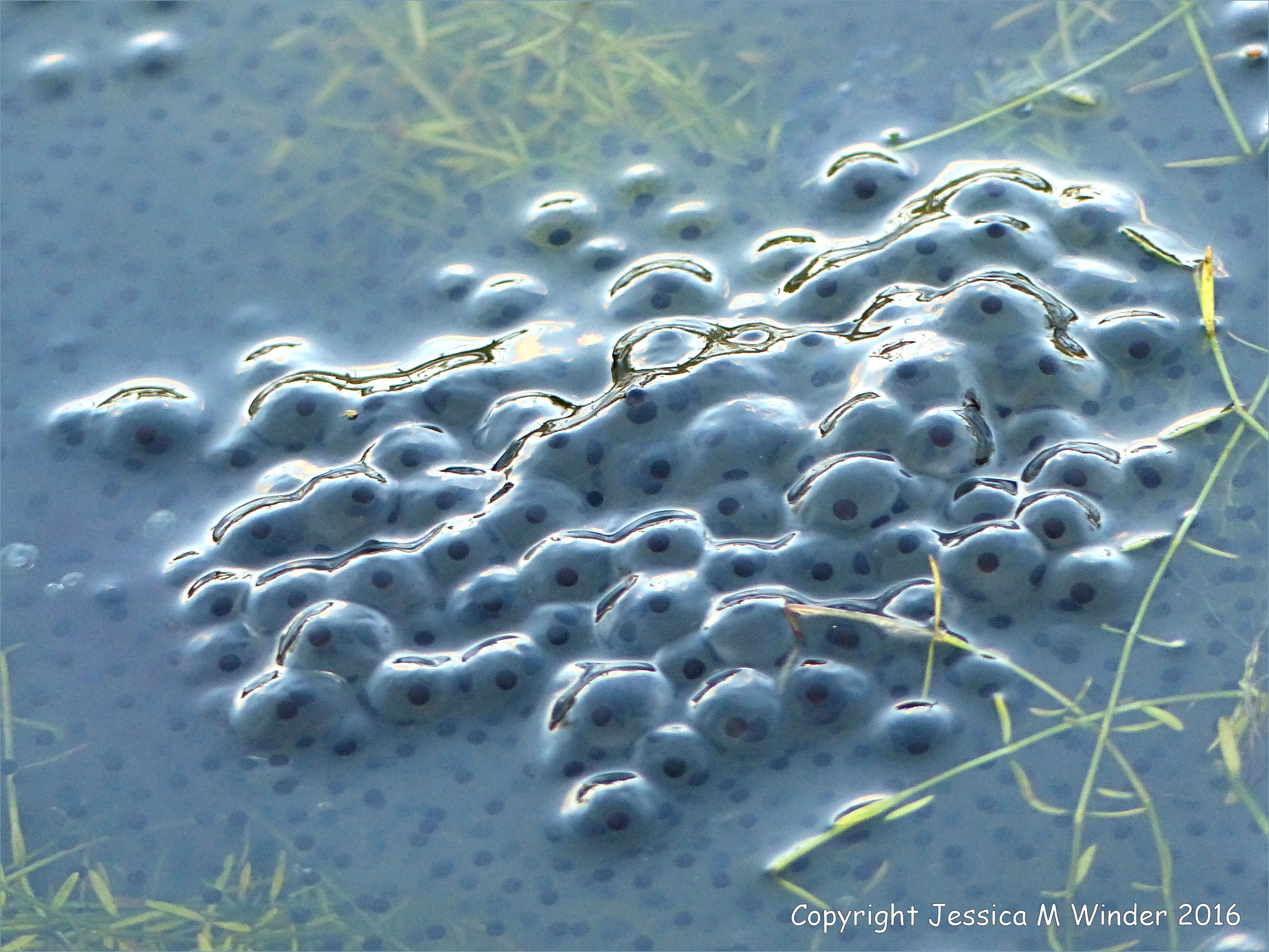 Frog Spawn – Jessica's Nature Blog