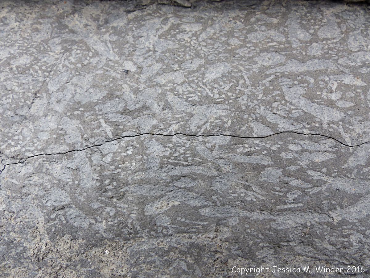 Trace Fossil Burrows at Seatown – Jessica's Nature Blog